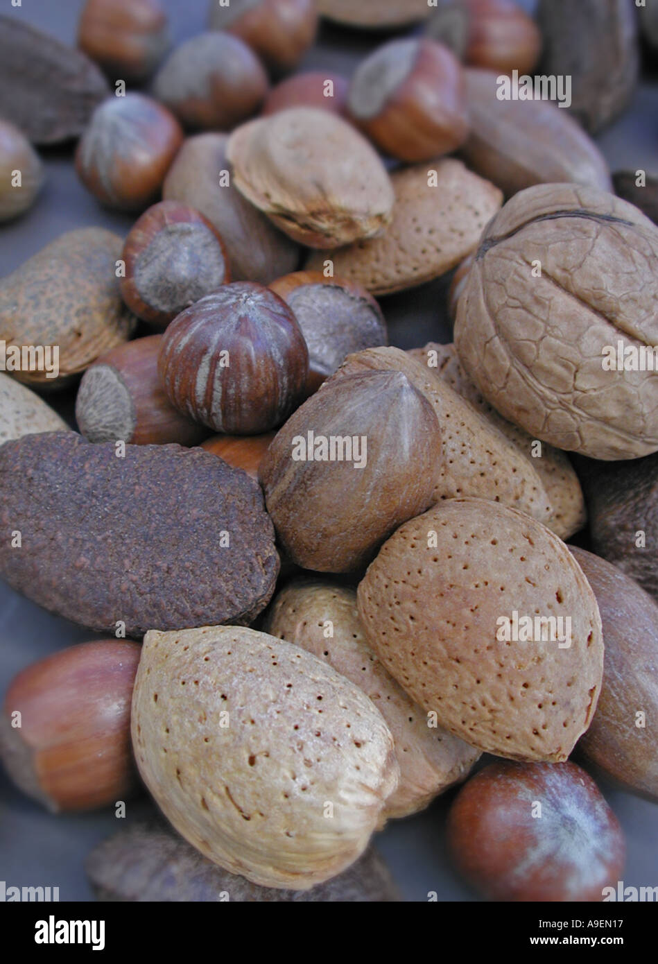 COMMON NAME Nuts LATIN NAME Stock Photo - Alamy