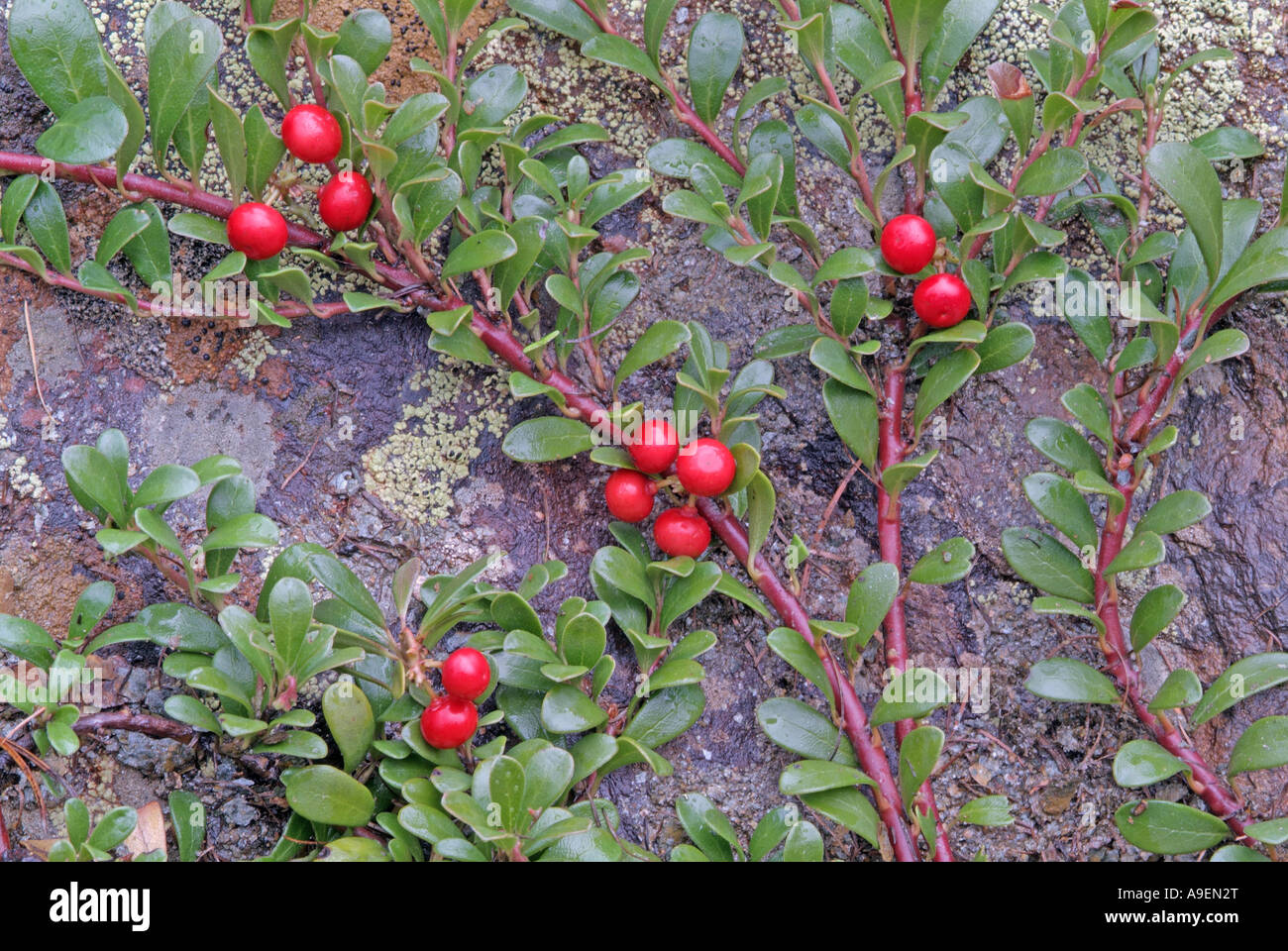 Bearberry, Mountain Cranberry (Arctostaphylos uva-ursi), berries on ...