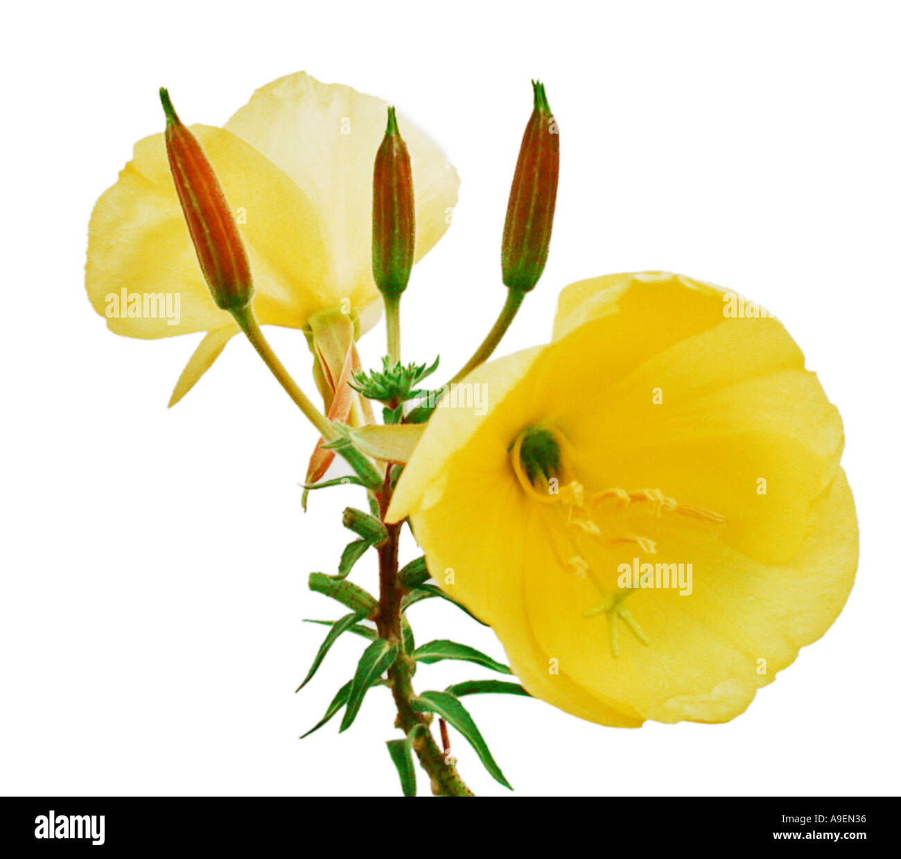 COMMON NAME Evening primrose LATIN NAME Oenothera biennis Stock Photo ...