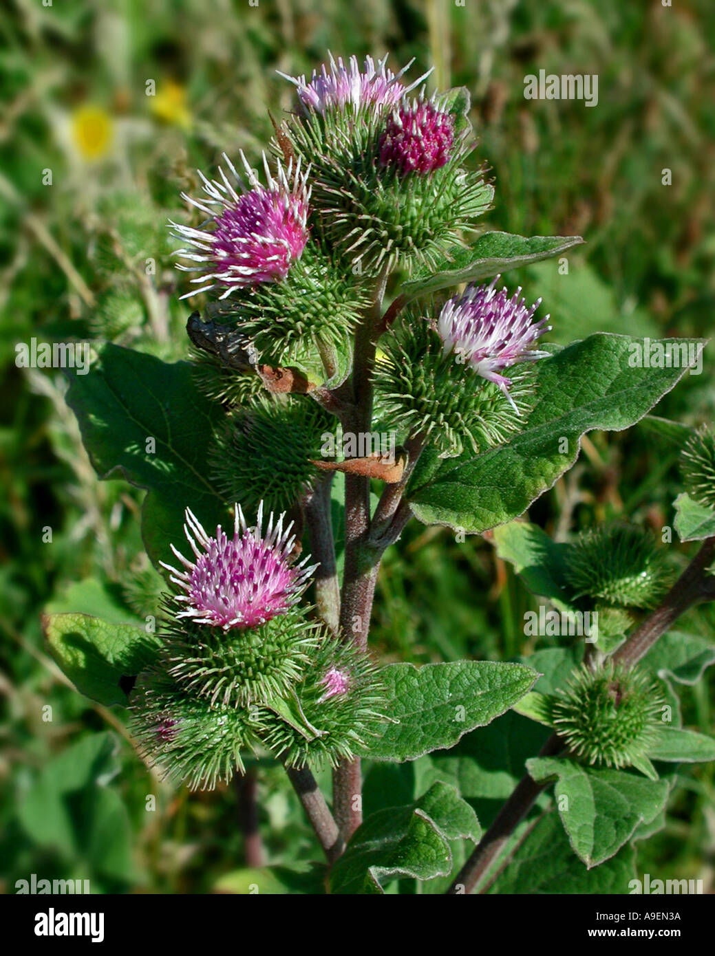 COMMON NAME Burdock LATIN NAME Arctium iappa Stock Photo - Alamy
