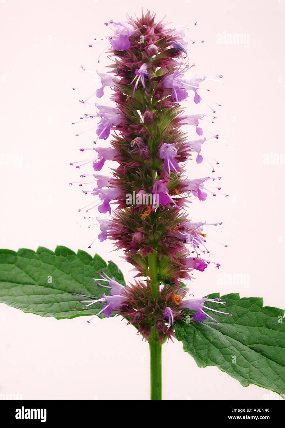 COMMON NAME Hyssop LATIN NAME Hyssopus officinalis Stock Photo - Alamy