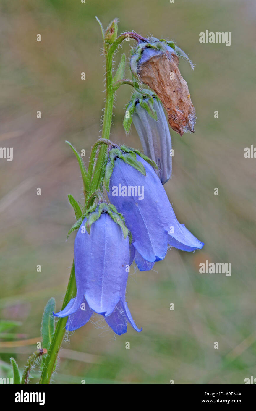Bearded Bellflower (Campanula barbata), flowering Stock Photo - Alamy