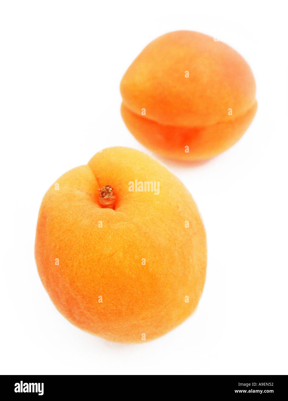 COMMON NAME Apricots LATIN NAME Prunus armeniaca Stock Photo - Alamy