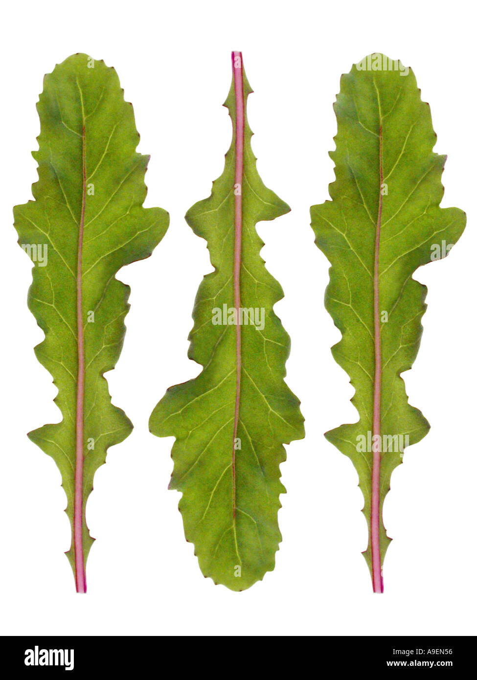 Three rocket leaves hi-res stock photography and images - Alamy