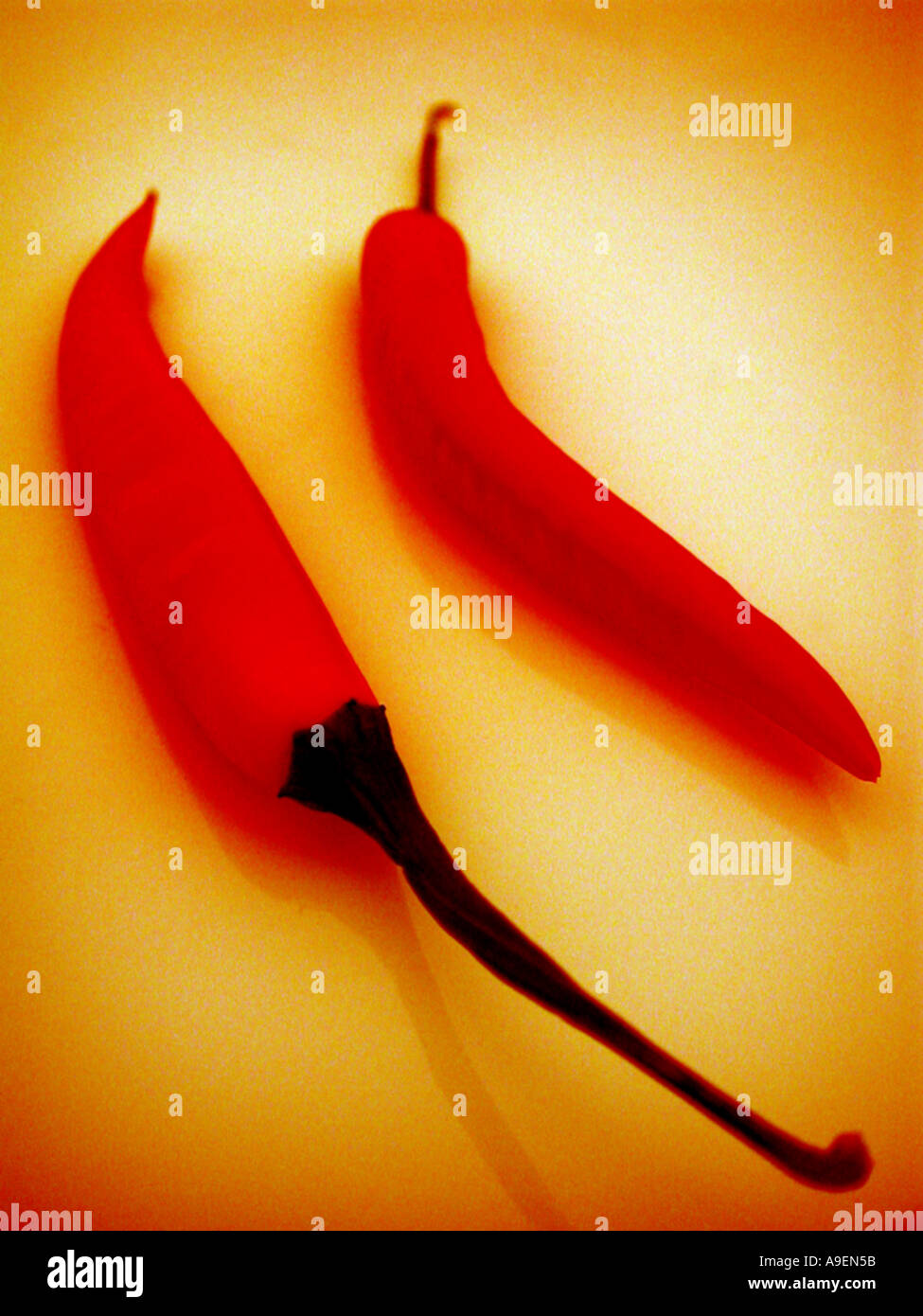 COMMON NAME Chilli LATIN NAME Capsicum annuum Stock Photo - Alamy