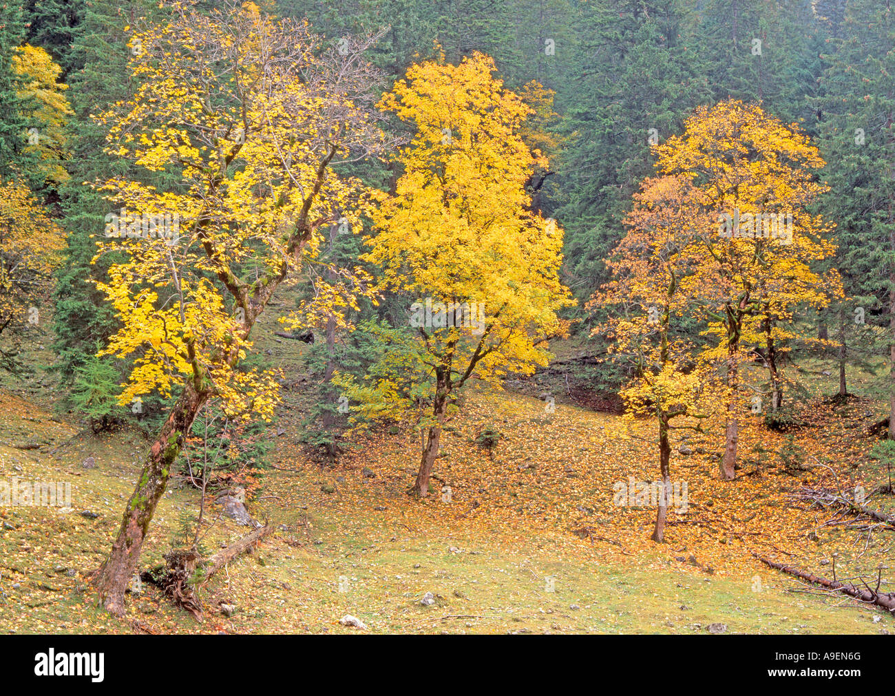 Sycamore, Maple (Acer pseudoplatanus) in autumn colours at the valley ...