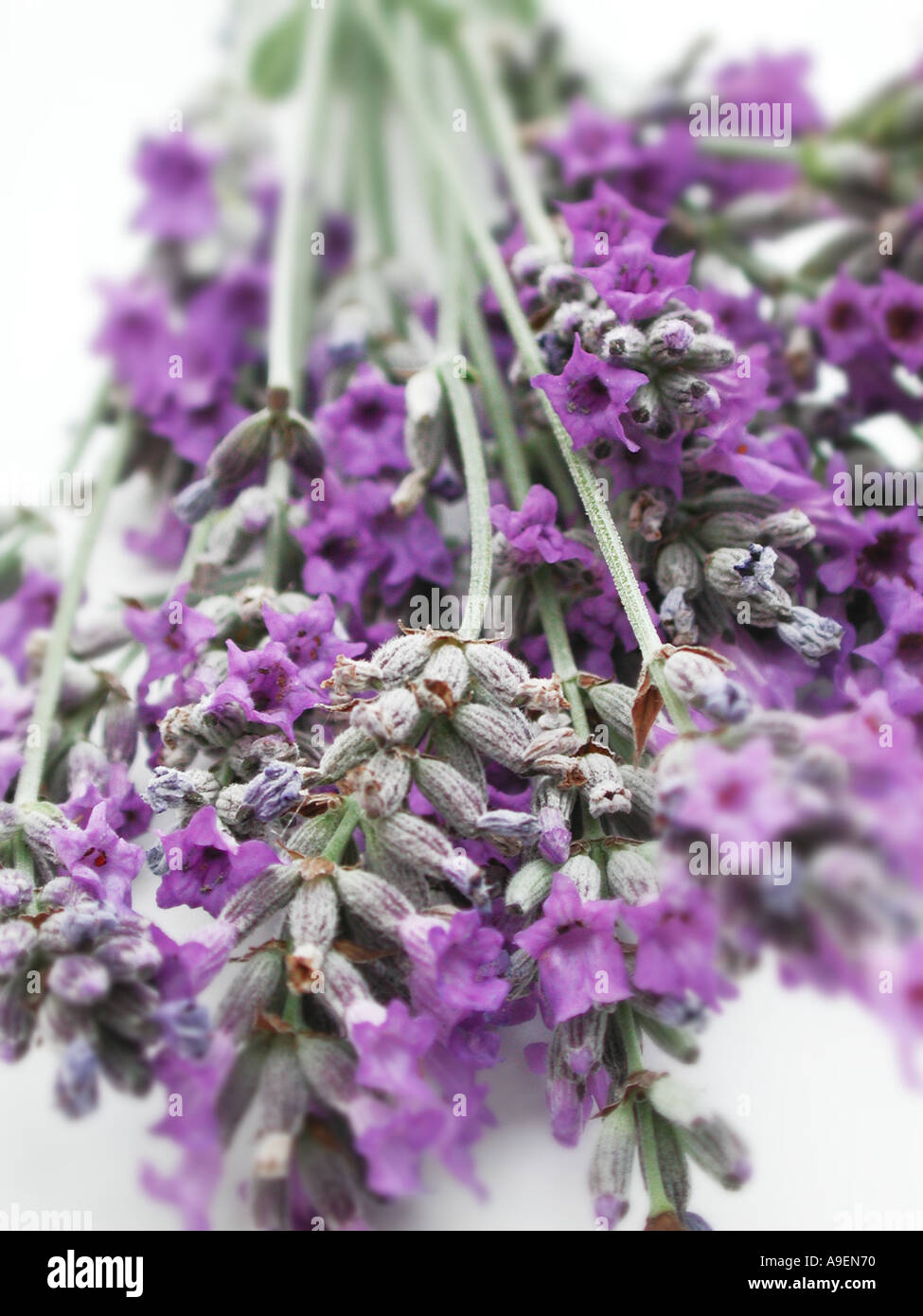 COMMON NAME Lavender LATIN NAME Lavendula Stock Photo - Alamy