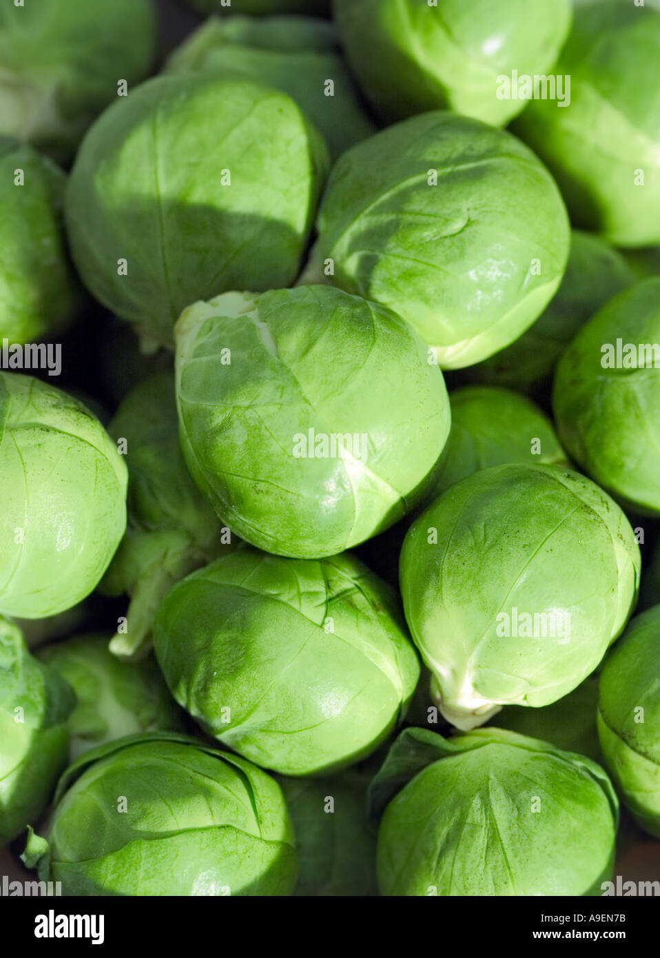 COMMON NAME Brussels sprouts LATIN NAME Brassica oleracea Stock Photo ...