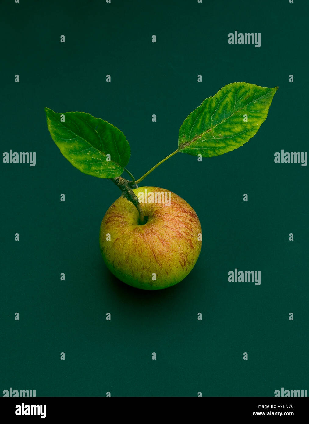 Green apples latin name hi-res stock photography and images - Alamy