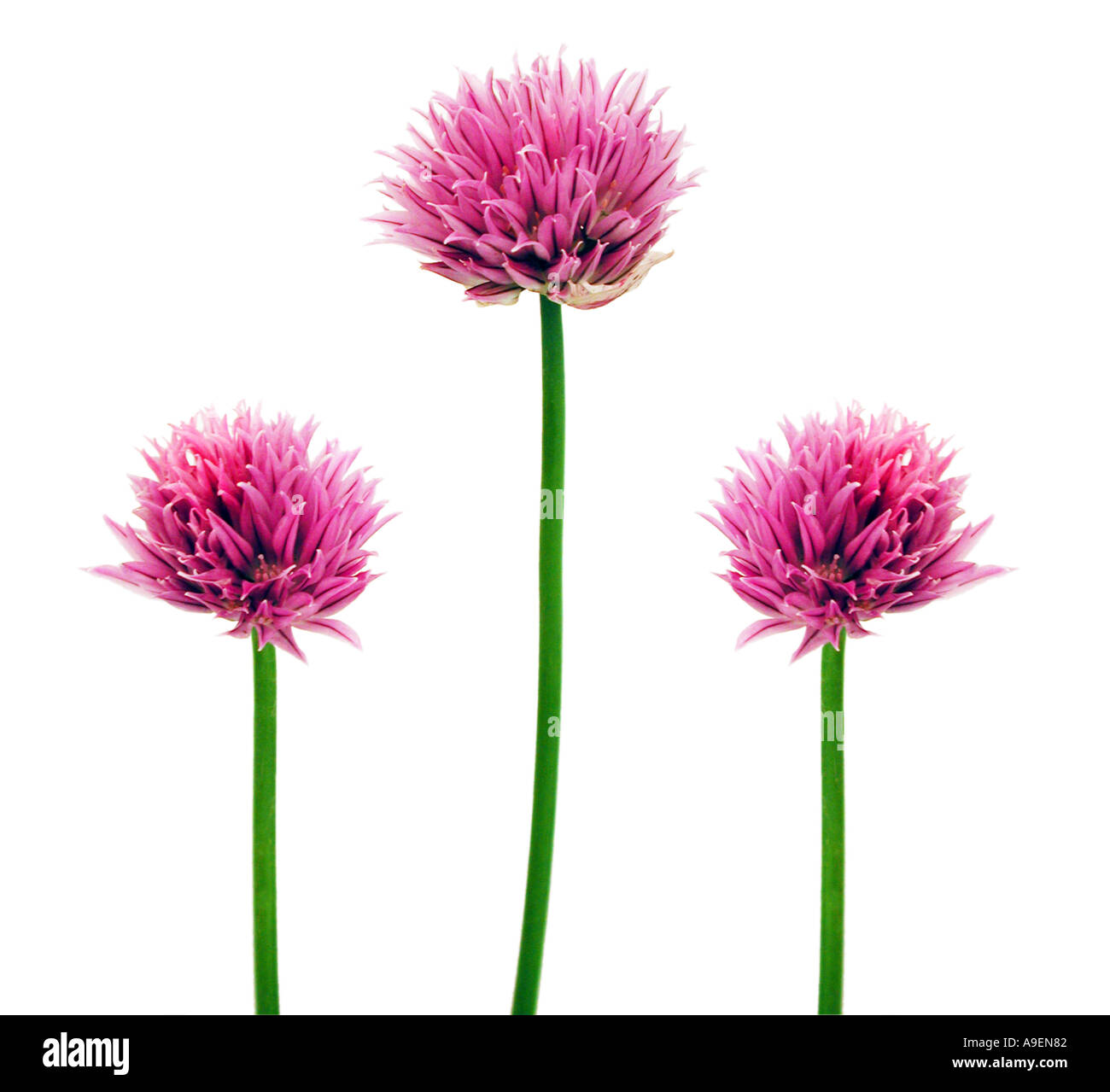 COMMON NAME Chives LATIN NAME Allium Stock Photo - Alamy