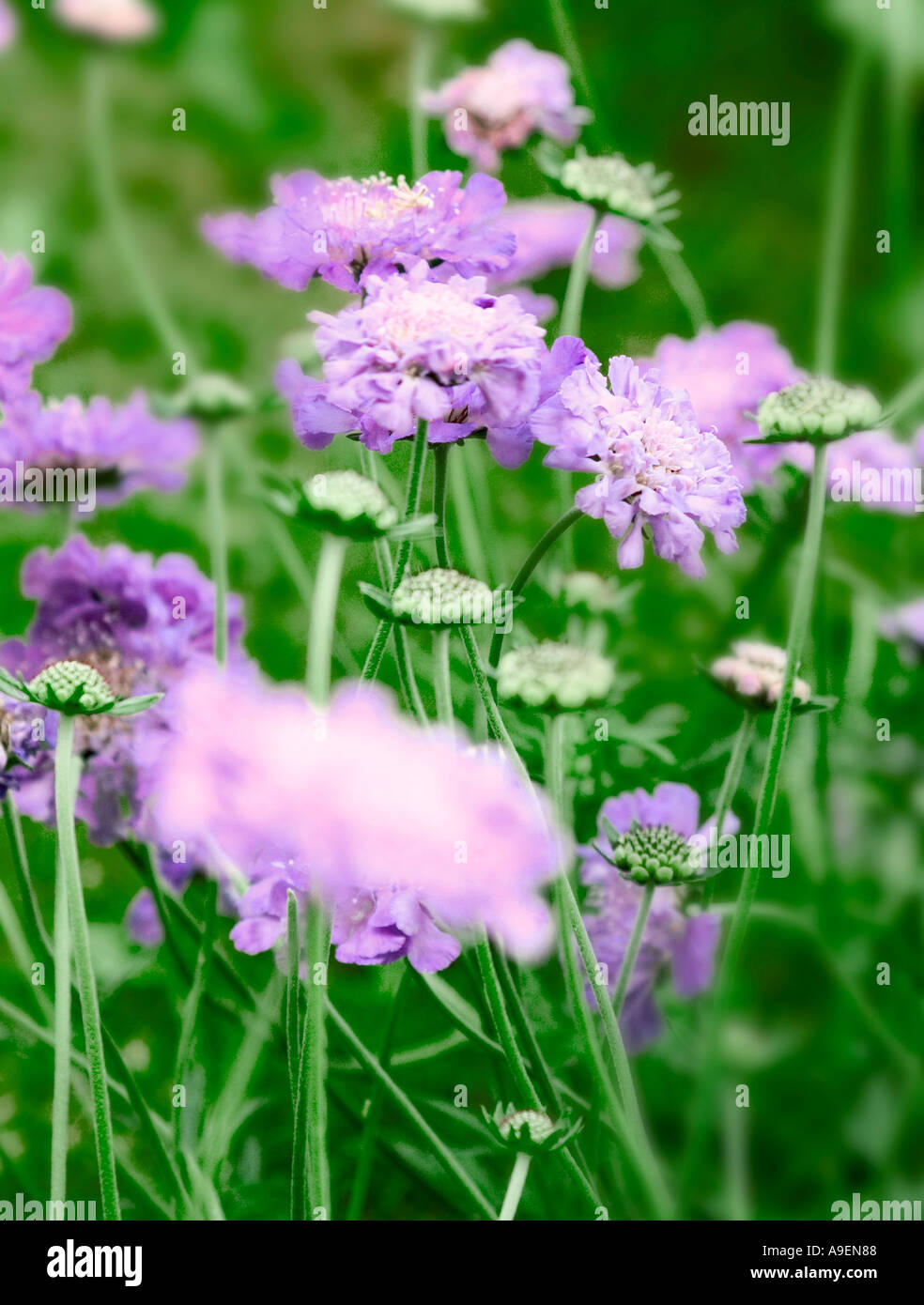 Scabiosa scabiosa caucasia hi-res stock photography and images - Alamy