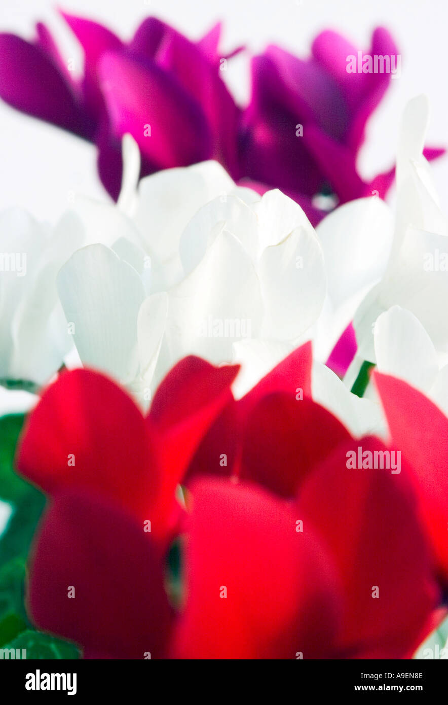 Common cyclamen hi-res stock photography and images - Alamy