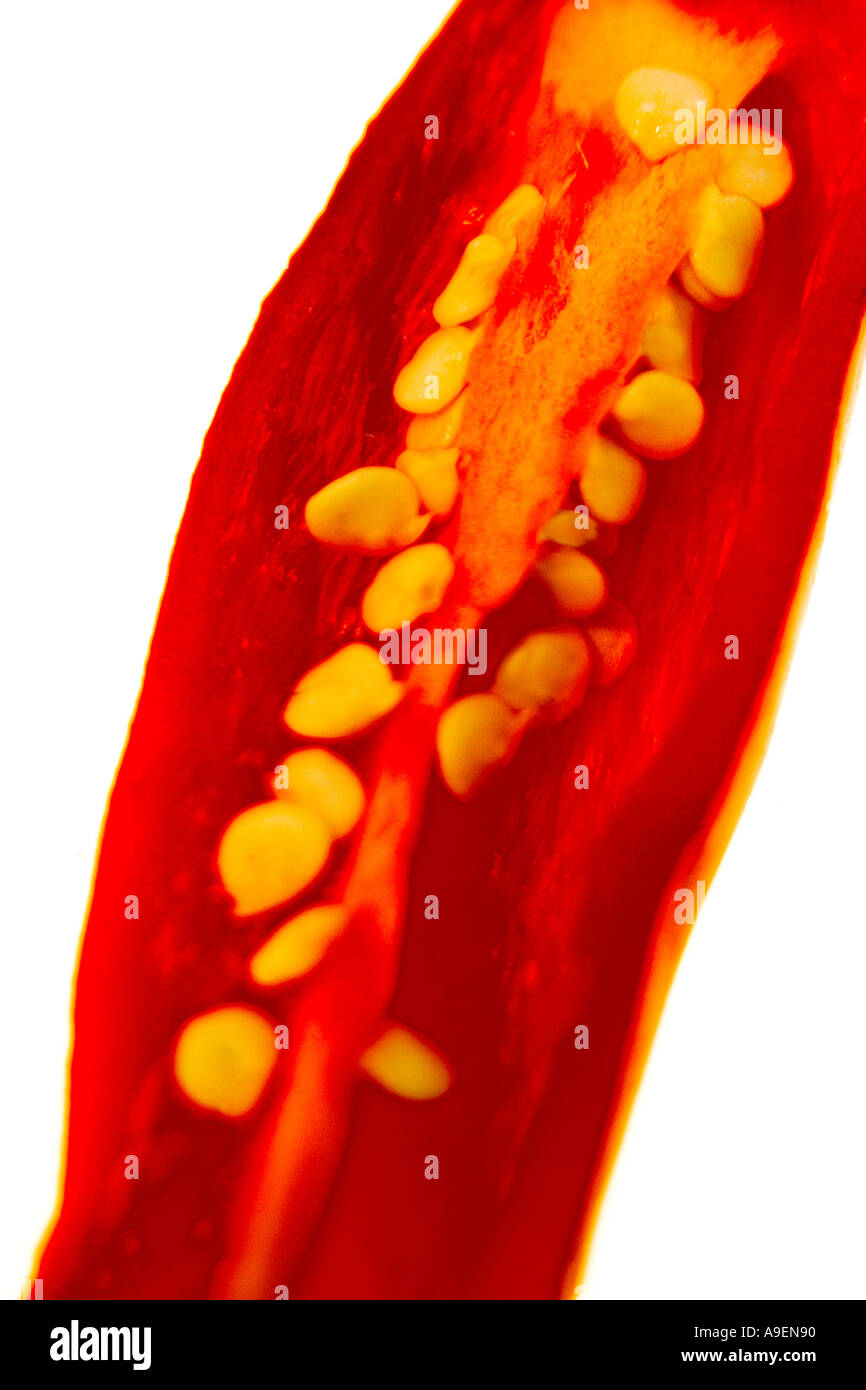 COMMON NAME Chilli LATIN NAME Capsicum annuum Stock Photo - Alamy