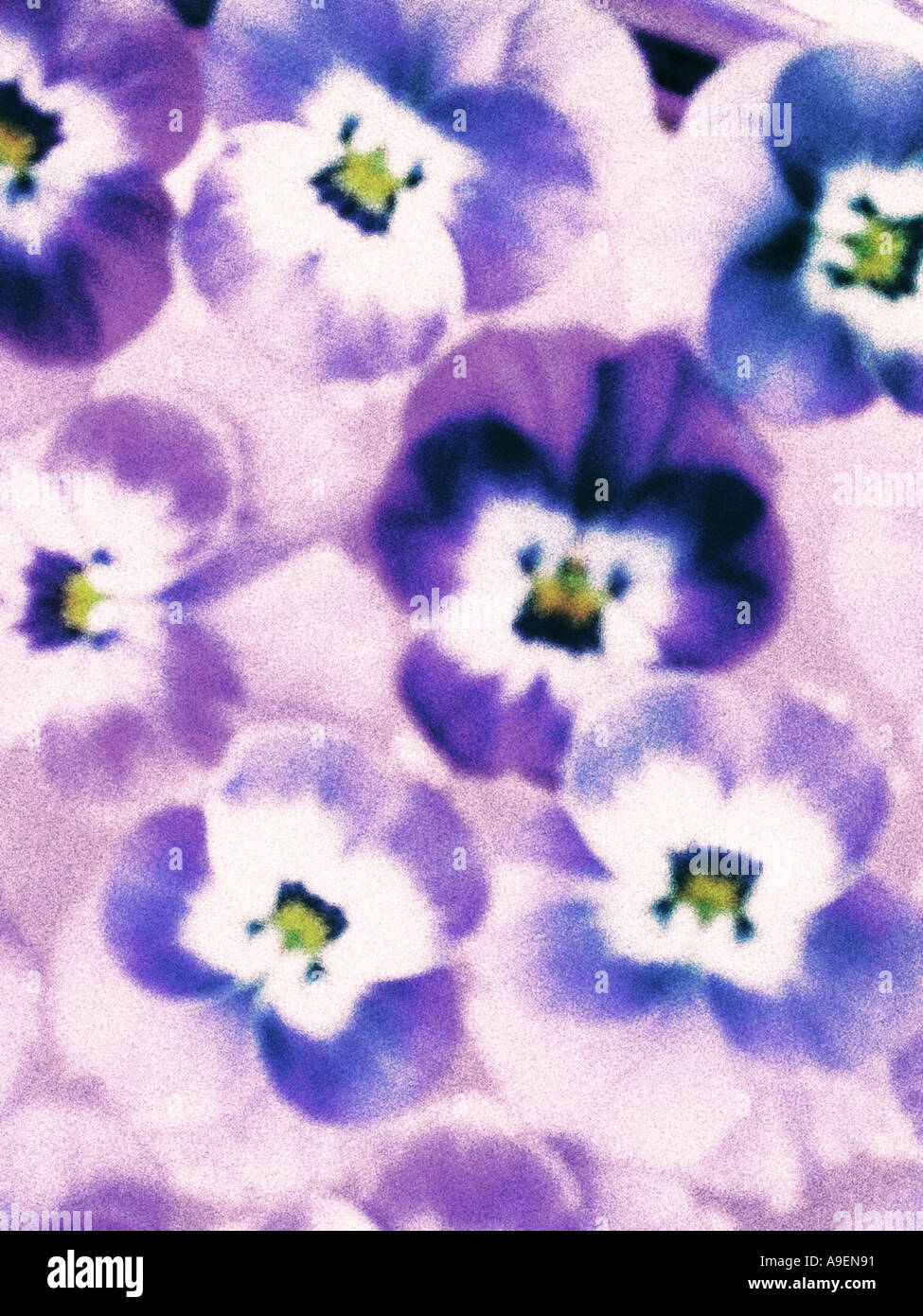 COMMON NAME Pansy LATIN NAME Viola Stock Photo - Alamy