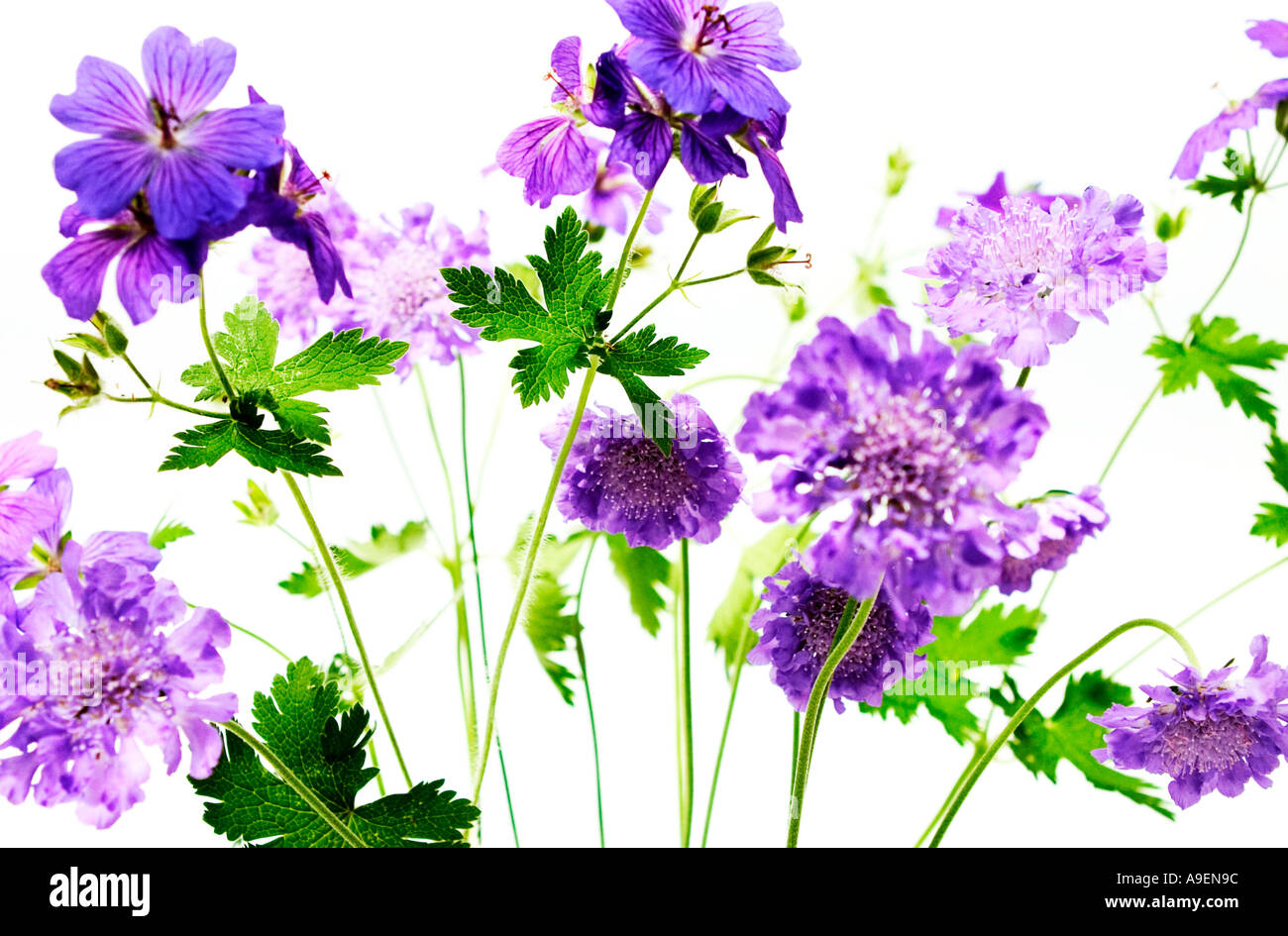Common cranesbill hi-res stock photography and images - Alamy