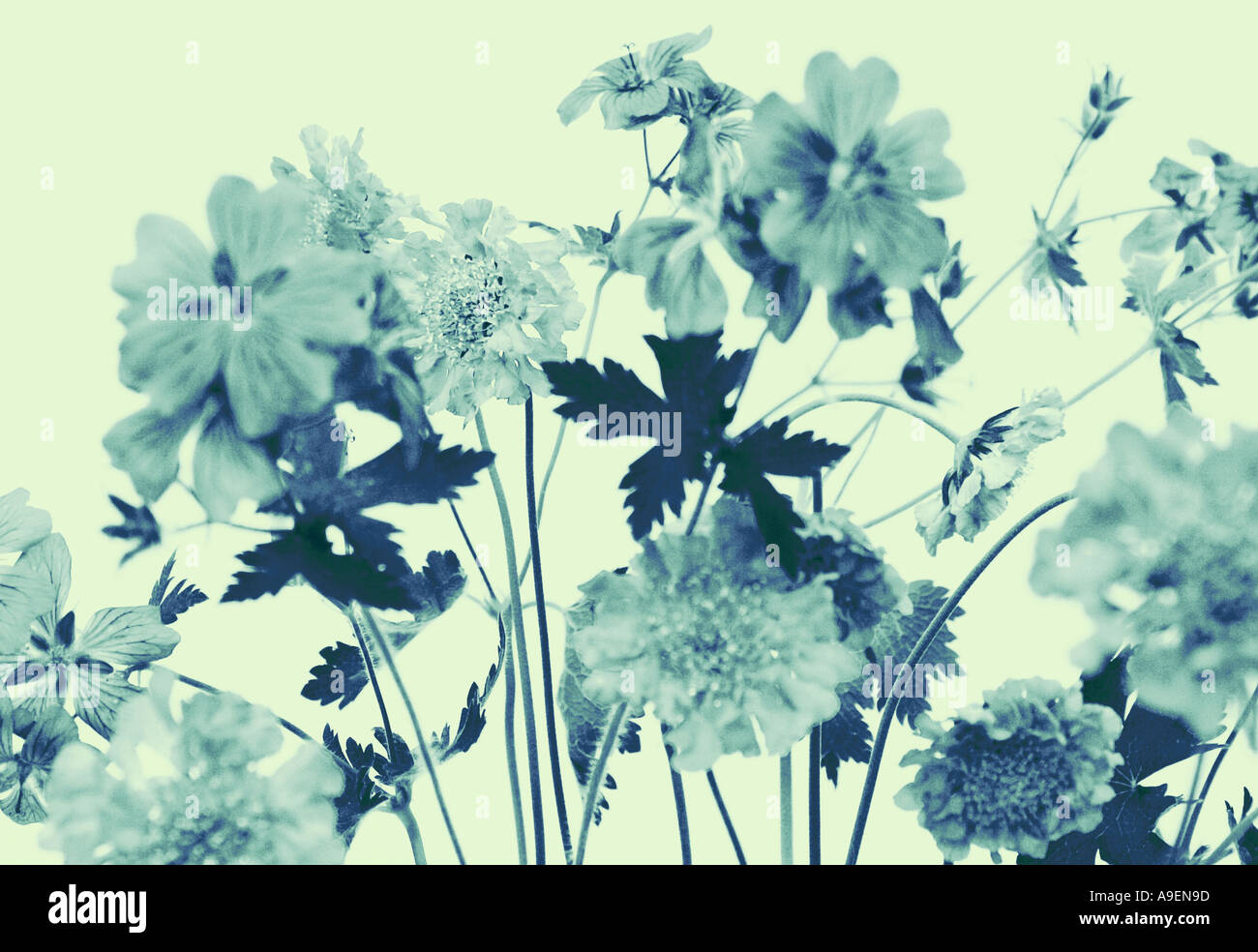 Common cranesbill hi-res stock photography and images - Alamy