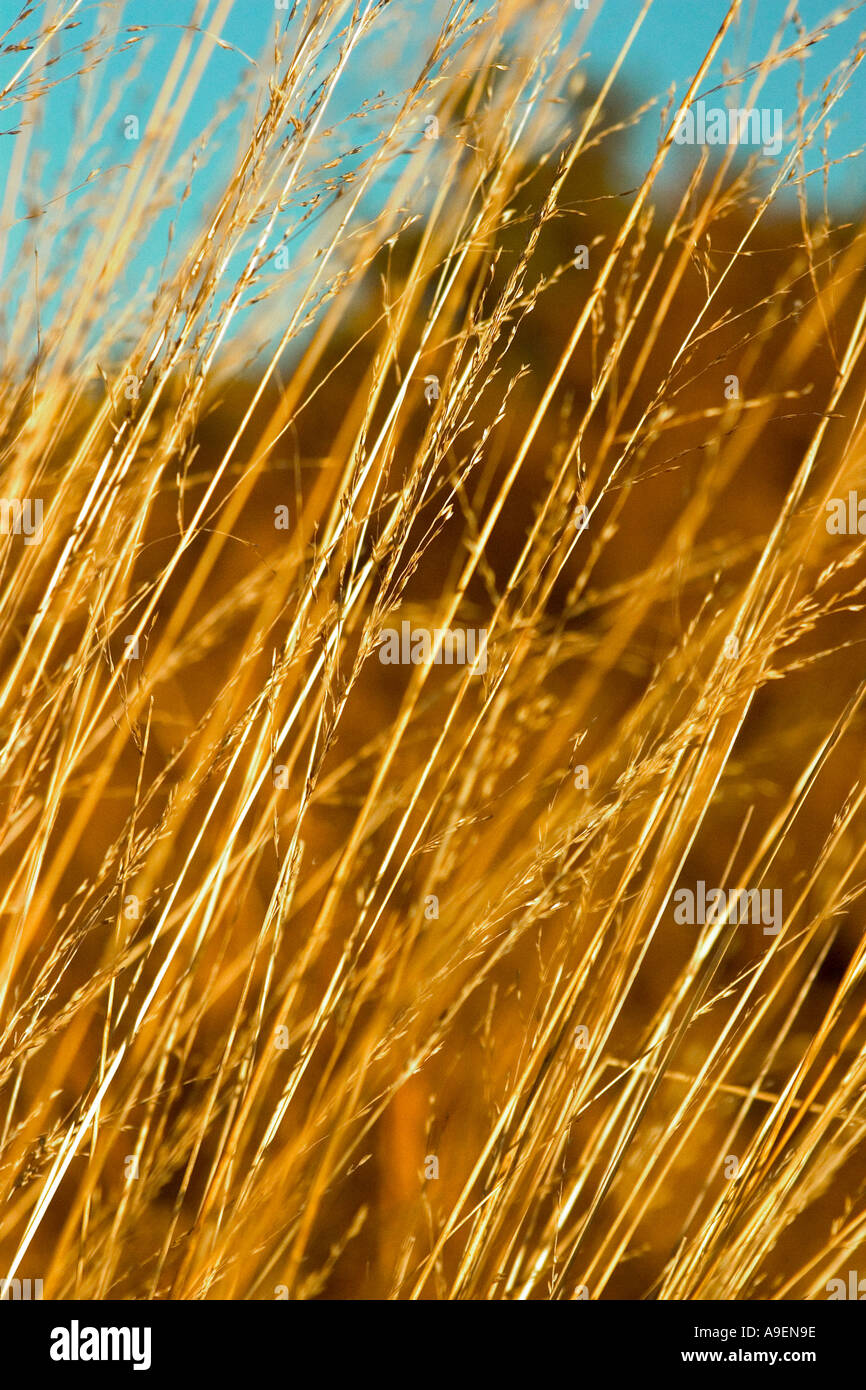 Texture and movement of ornamental grass hi-res stock photography and ...