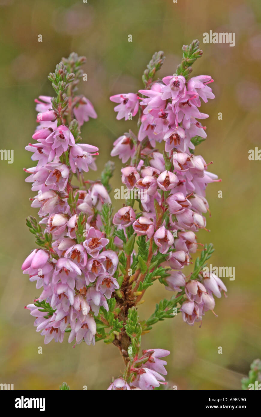 Scots Heather, Ling (Calluna vulgaris), flowering Stock Photo - Alamy