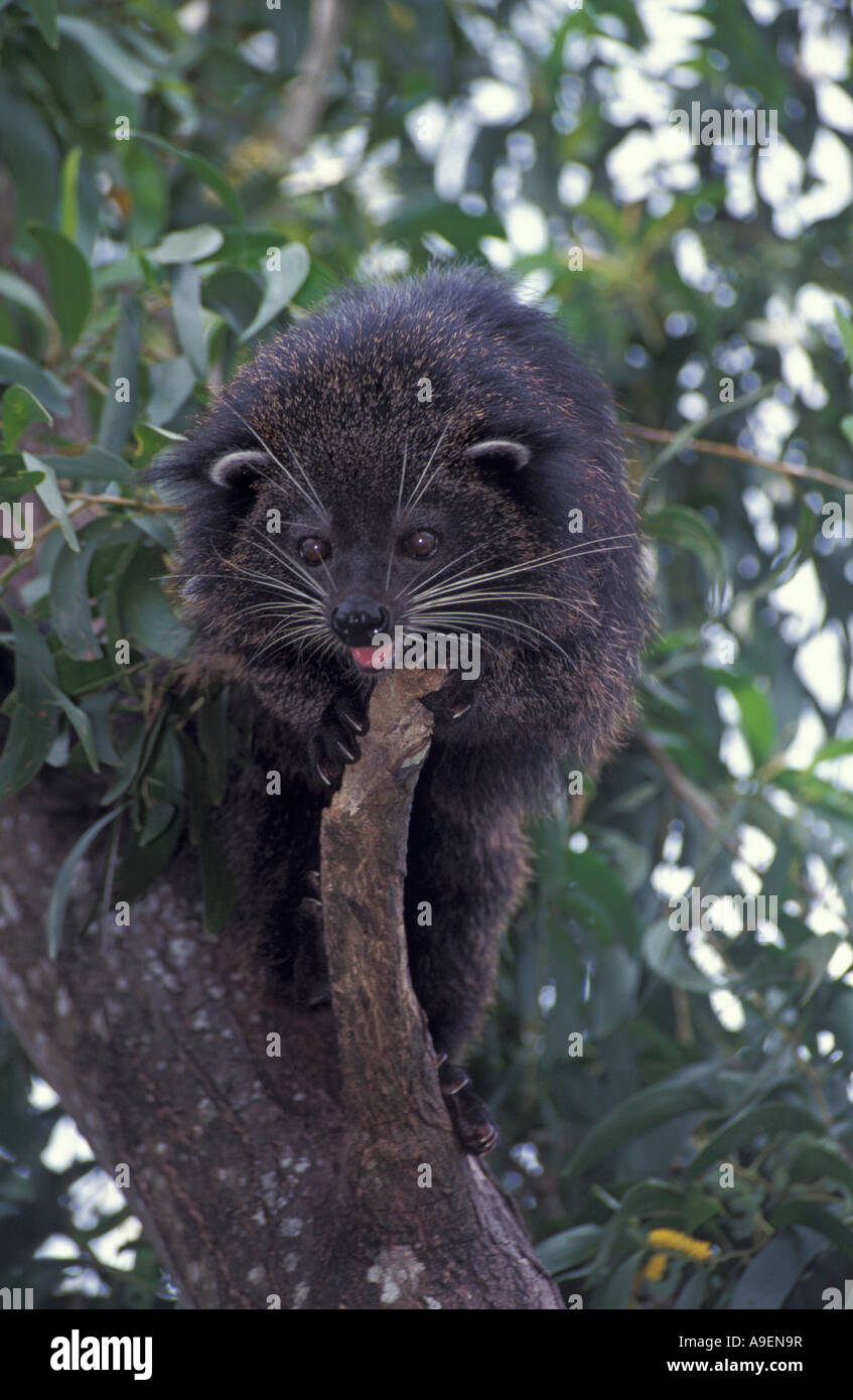 Binturong, Palawan Bearcat, Malay civet cat, Asian Bearcat (Arctictis ...