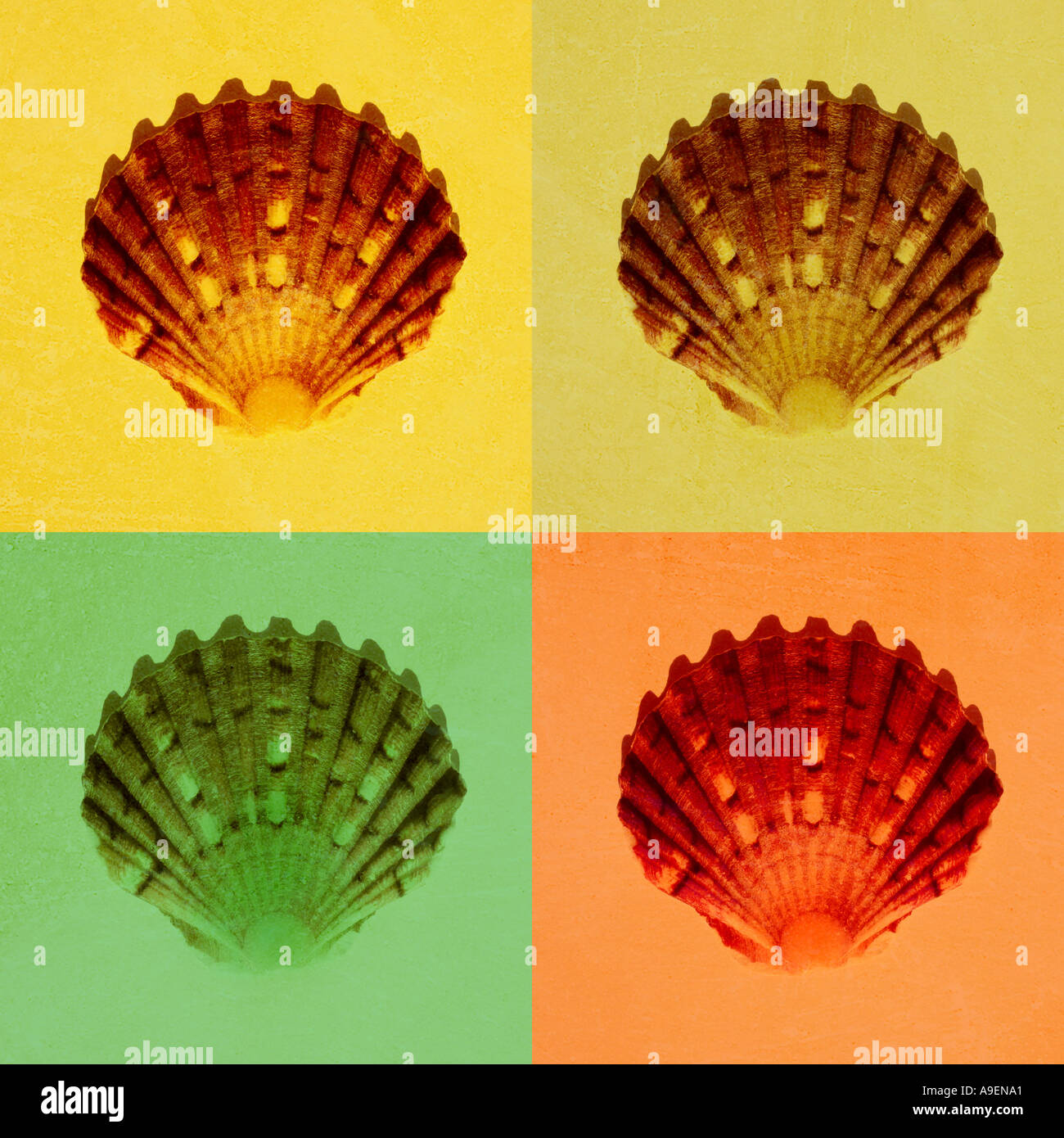Repeat pattern sea shells hi-res stock photography and images - Alamy