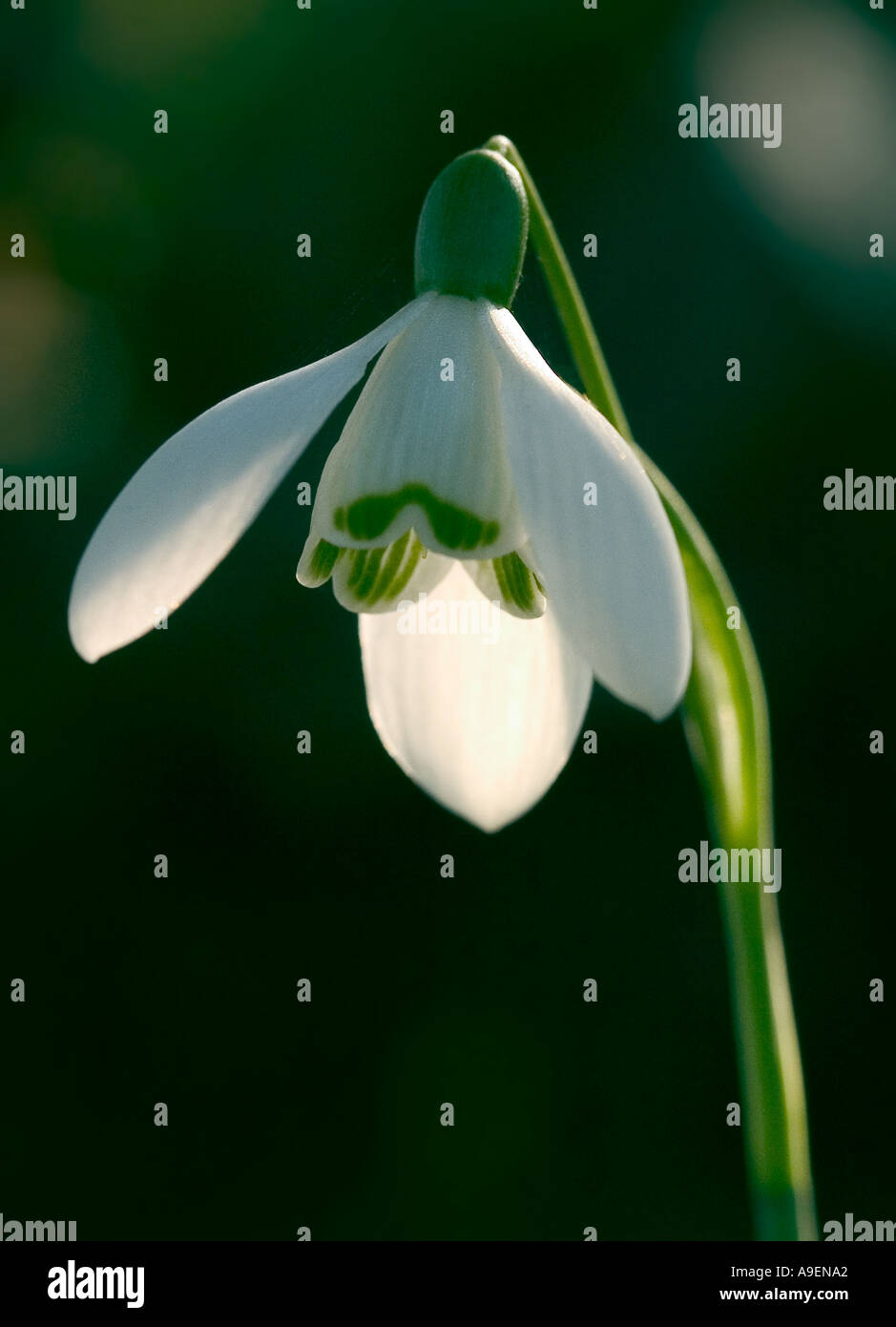 Sunlight sunlit galanthus hi-res stock photography and images - Alamy