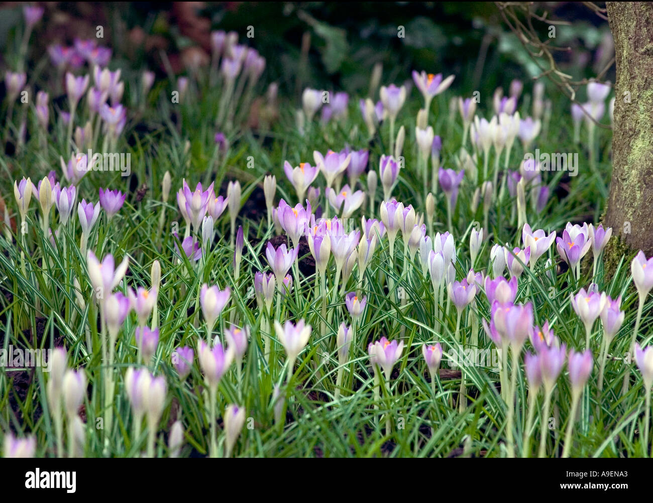 Common name grasses hi-res stock photography and images - Alamy