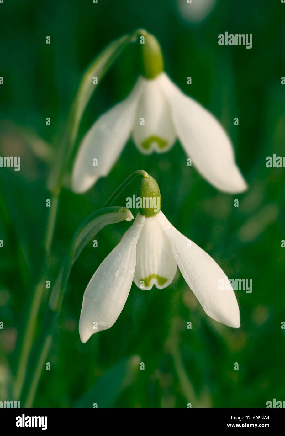 Sunlight sunlit galanthus hi-res stock photography and images - Alamy