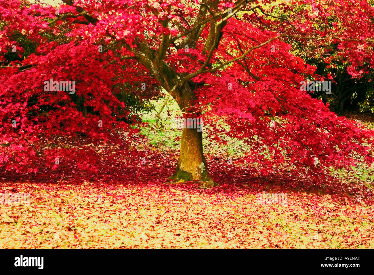 COMMON NAME Maple tree LATIN NAME Acer palmatum Stock Photo - Alamy