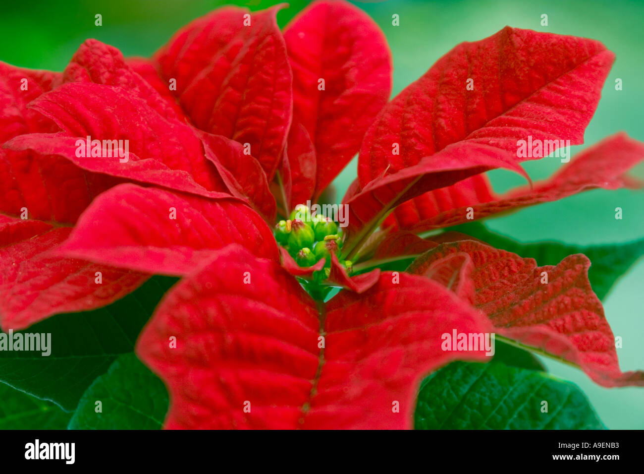 Poinsetta hi-res stock photography and images - Alamy