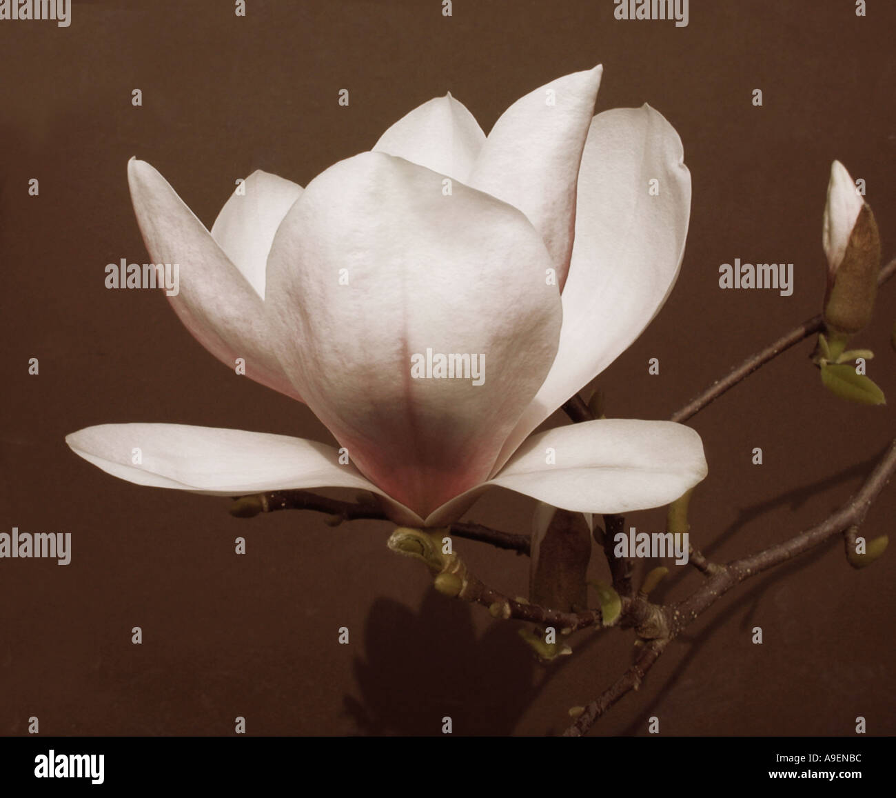 COMMON NAME Magnolia LATIN NAME Magnolia Stock Photo - Alamy