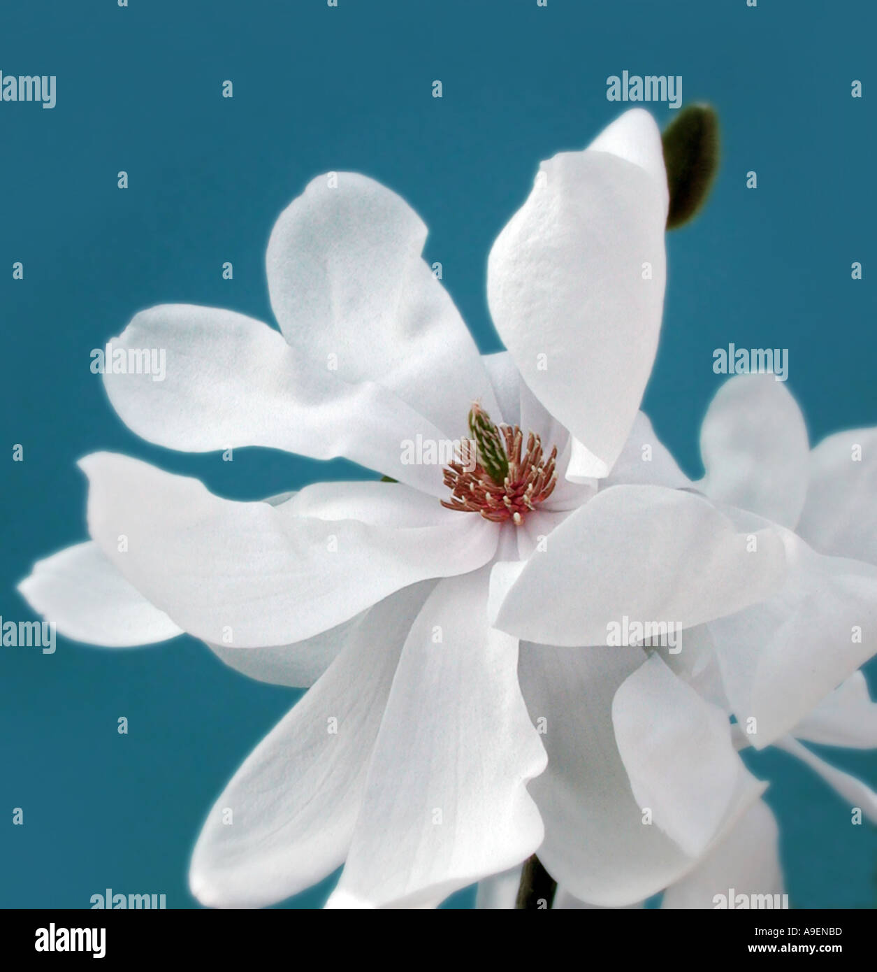 COMMON NAME Star magnolia LATIN NAME Magnolia stellata Stock Photo - Alamy