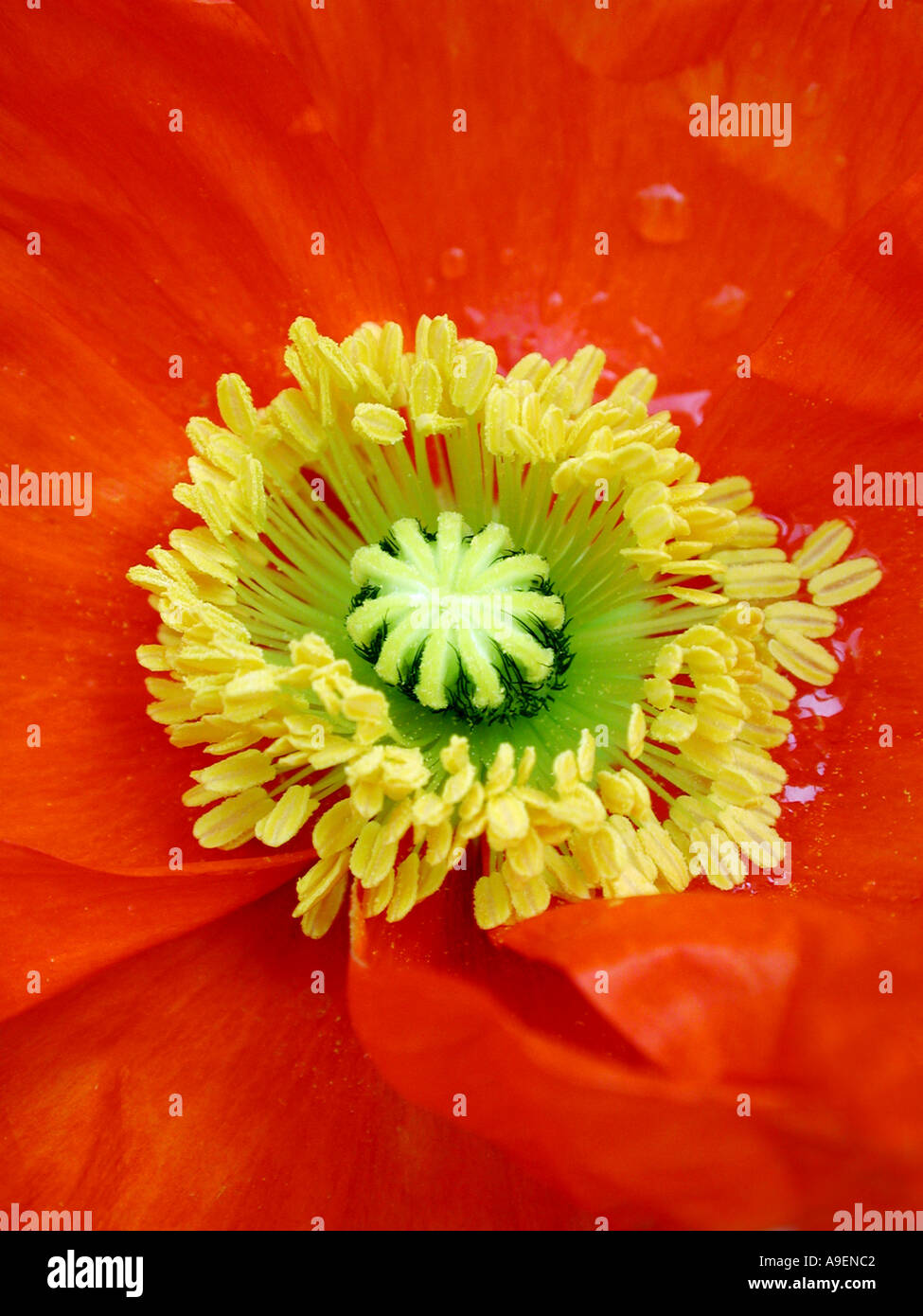 COMMON NAME Poppy LATIN NAME Meconopsis Stock Photo - Alamy