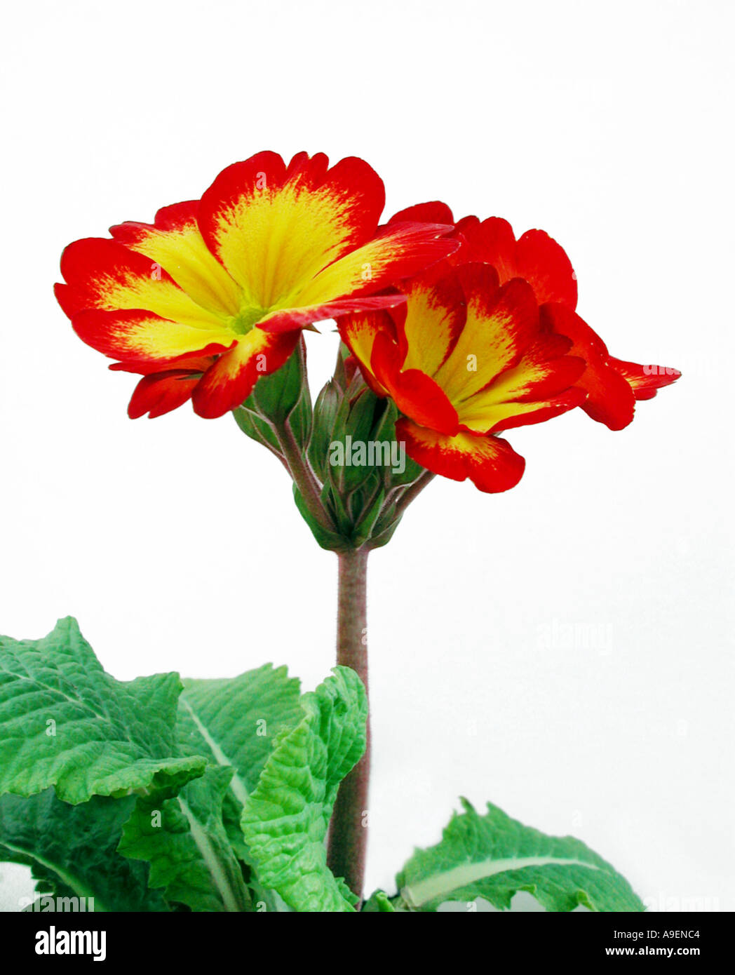 COMMON NAME Primrose LATIN NAME Primula Stock Photo - Alamy
