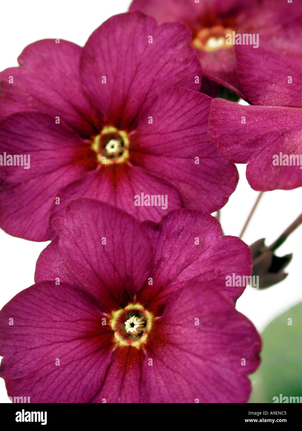 Old fashioned primrose flowers hi-res stock photography and images - Alamy
