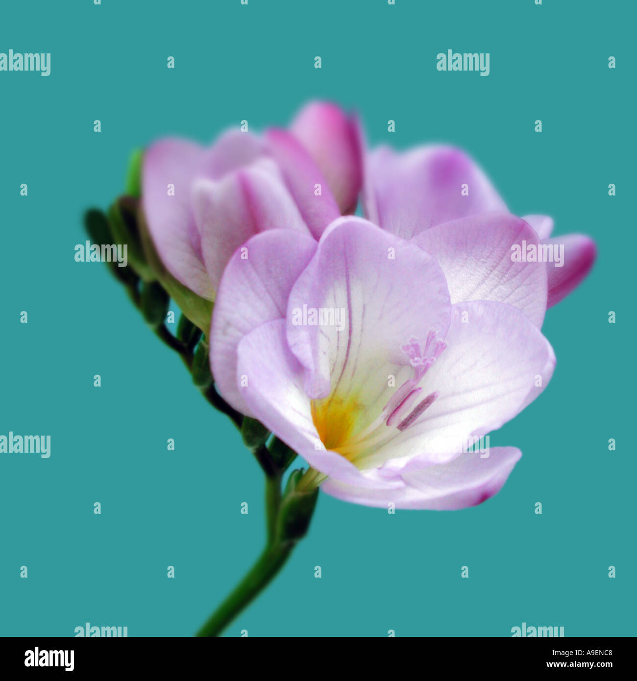 COMMON NAME Freesia LATIN NAME Freesia Stock Photo Alamy common-name-freesia-latin-name-freesia-stock-photo-alamy