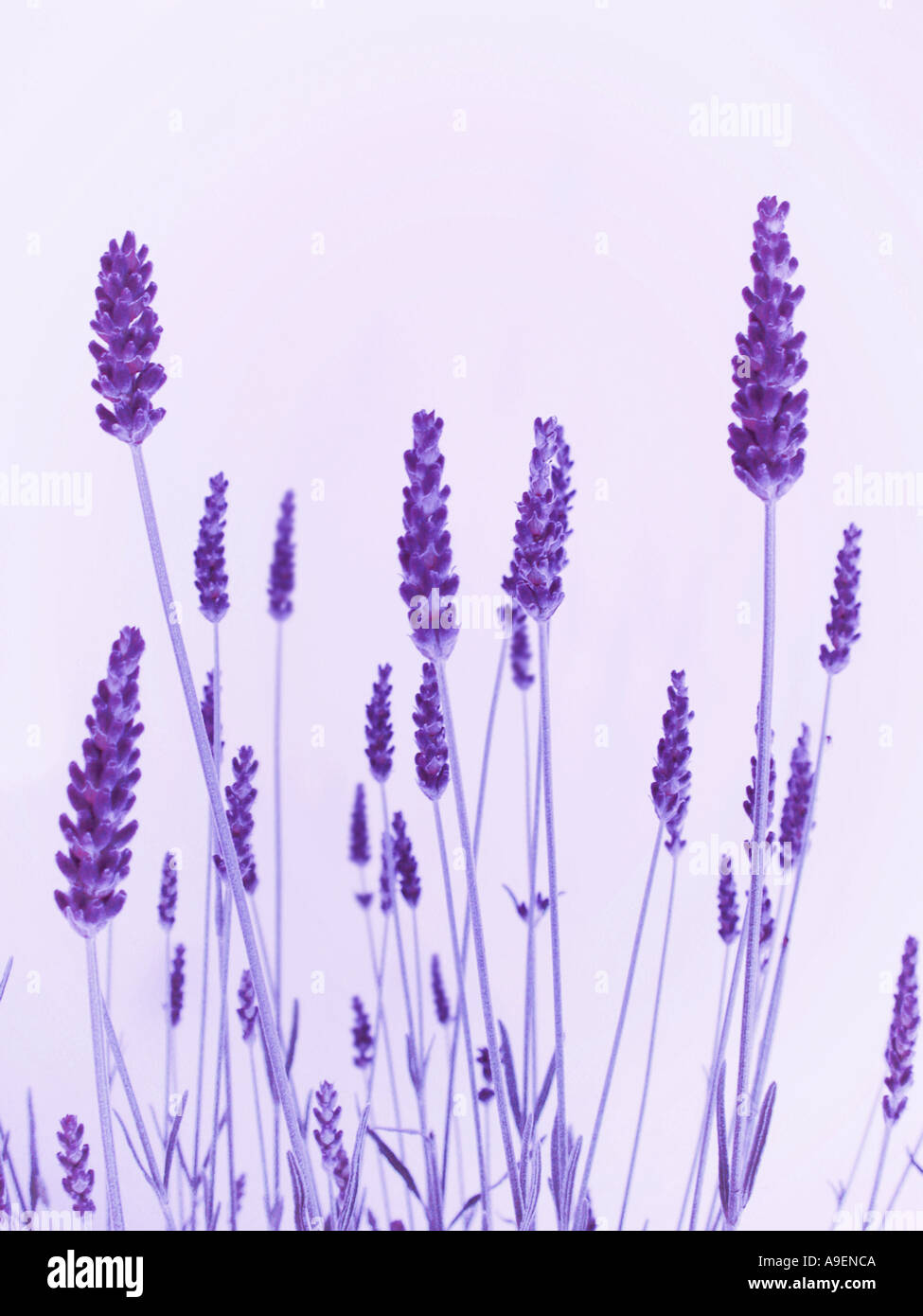 COMMON NAME Lavender LATIN NAME Lavendula Stock Photo - Alamy