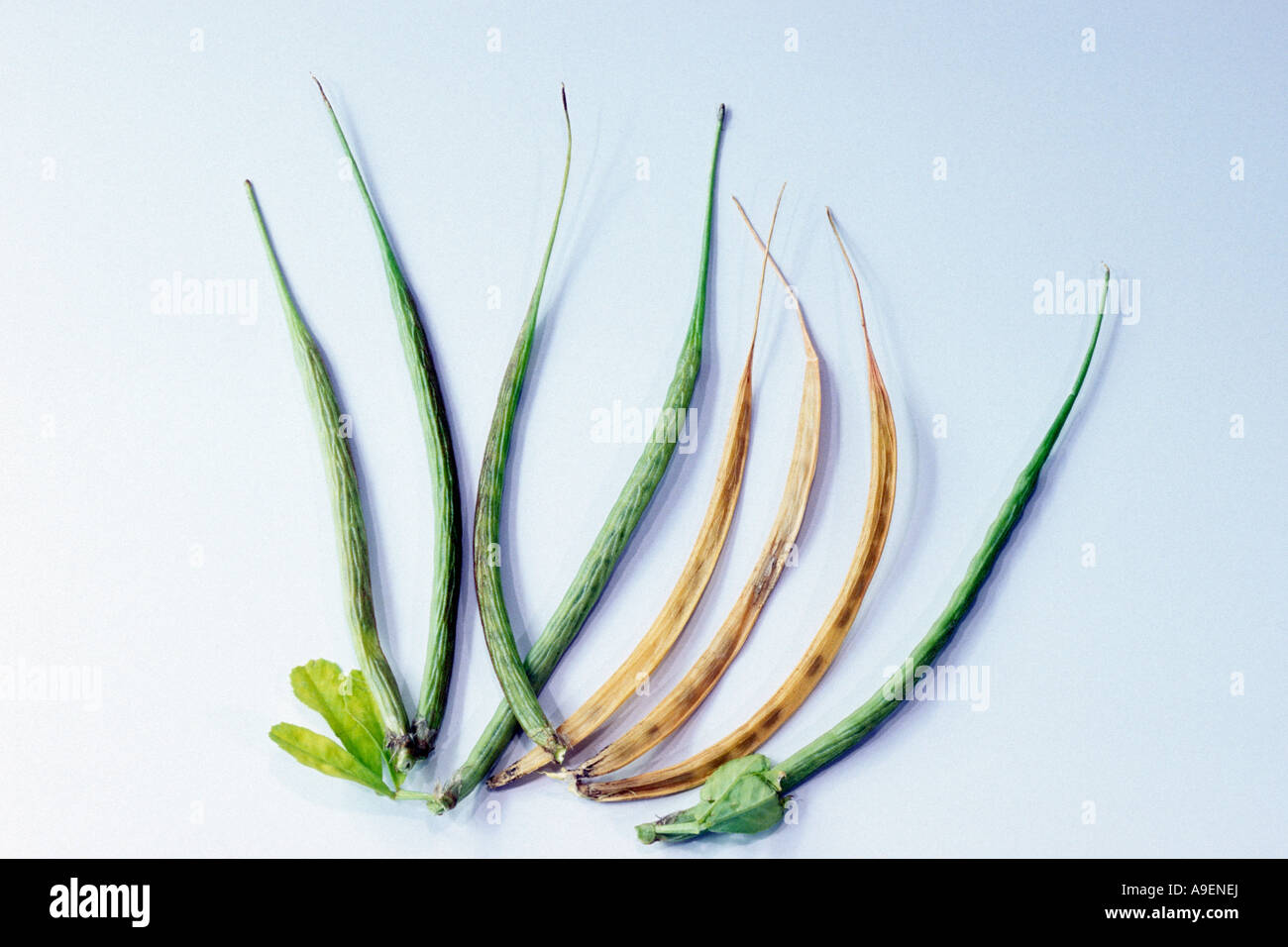 Fenugreek (Trigonella foenum graecum), fresh and dried pods studio ...