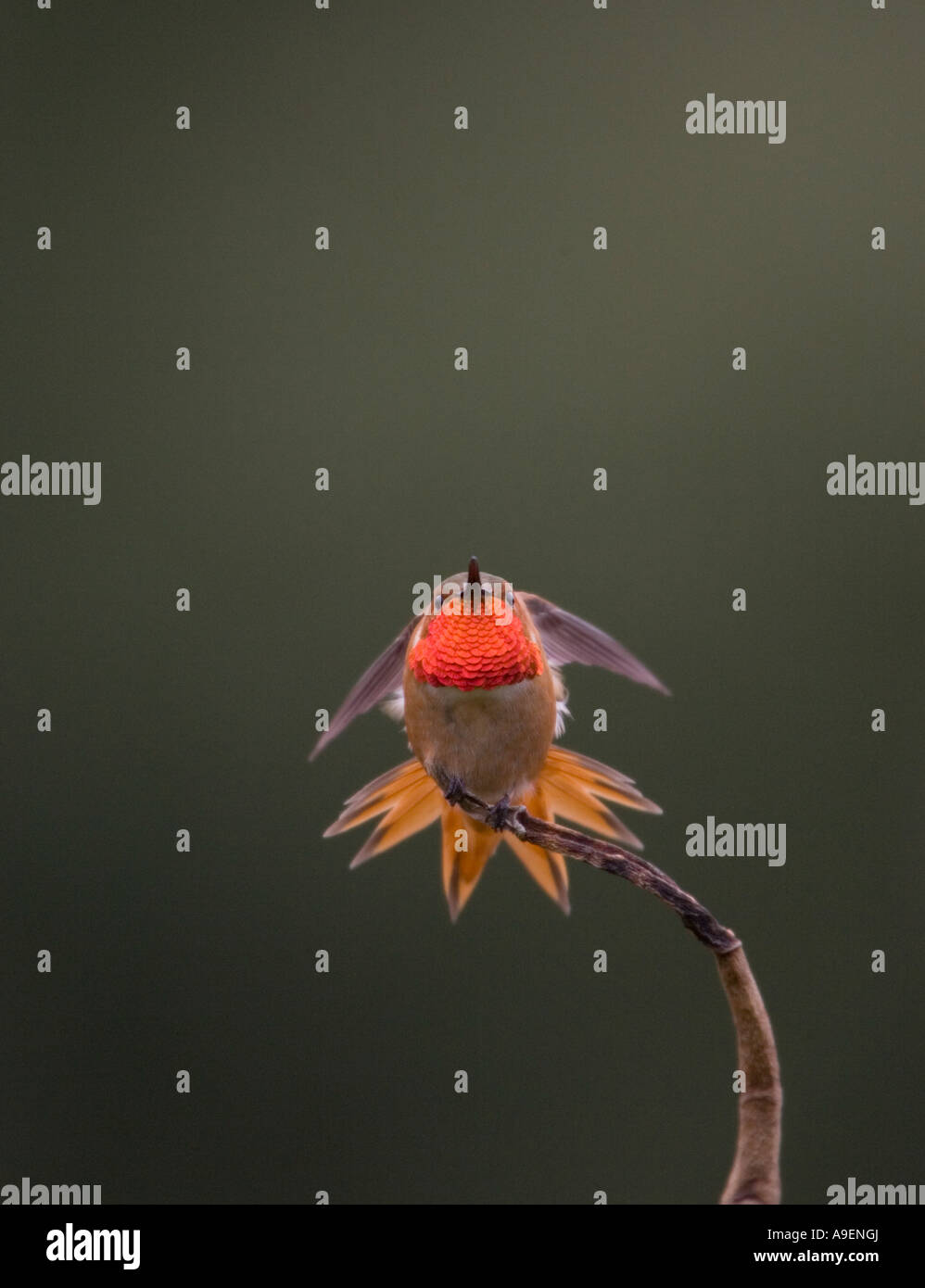 Allens hummingbird male tail flared hi-res stock photography and images ...