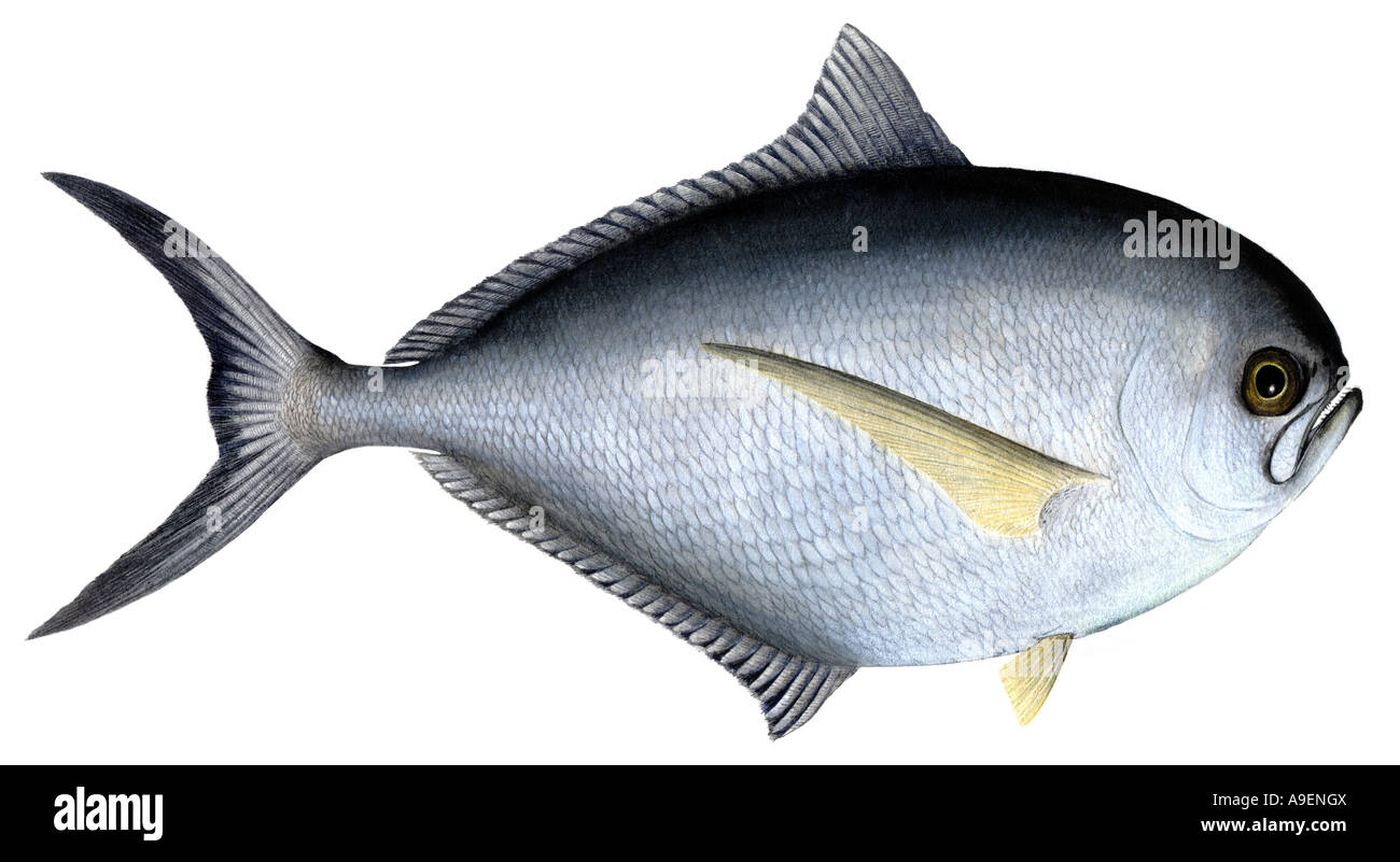 Atlantic Pomfret (Brama brama), drawing Stock Photo - Alamy