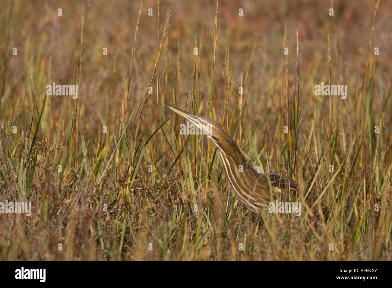 American Bittern in Habitat Stock Photo - Alamy