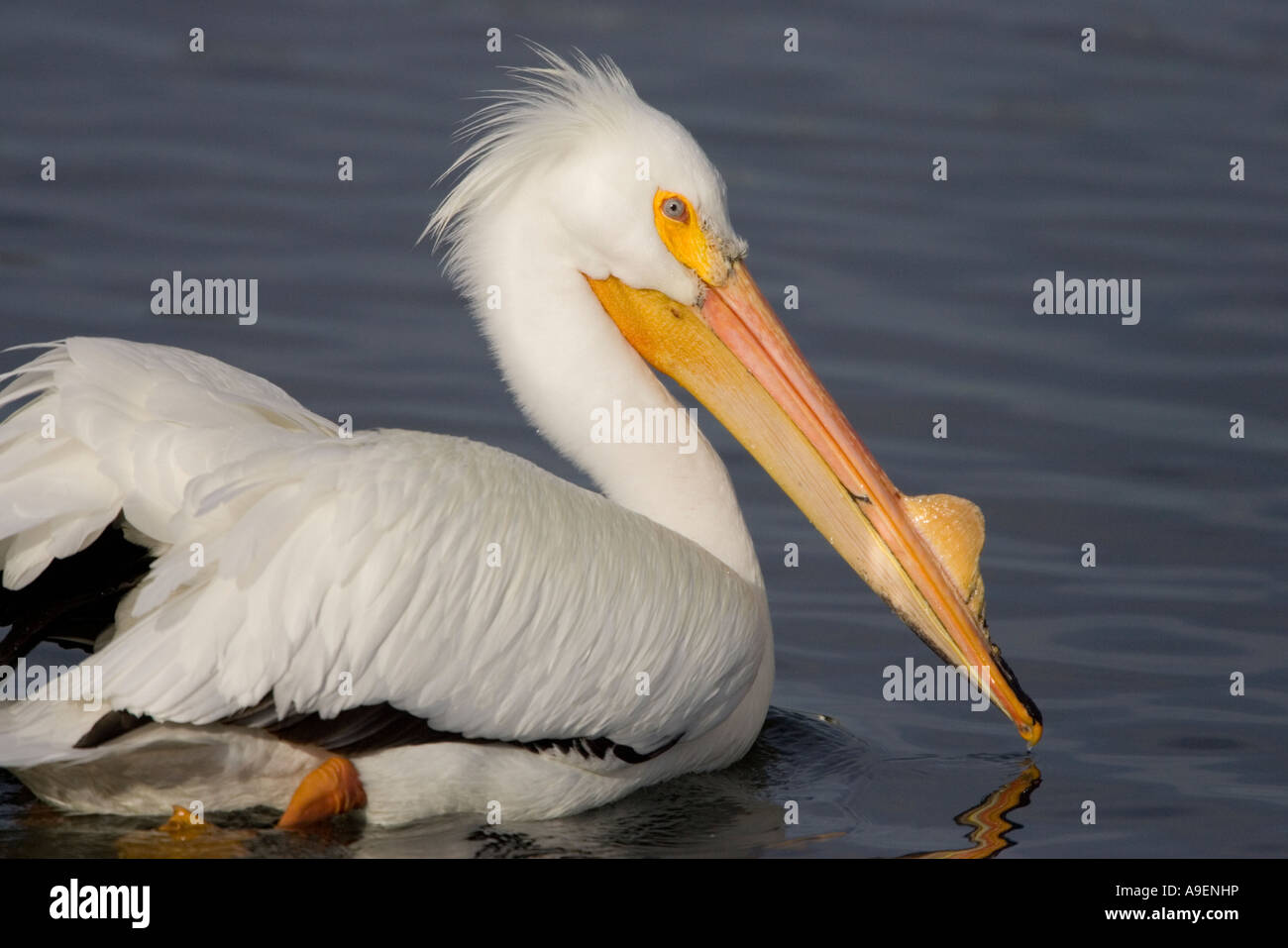 American White Pelican Breeding Plumage Stock Photo - Alamy
