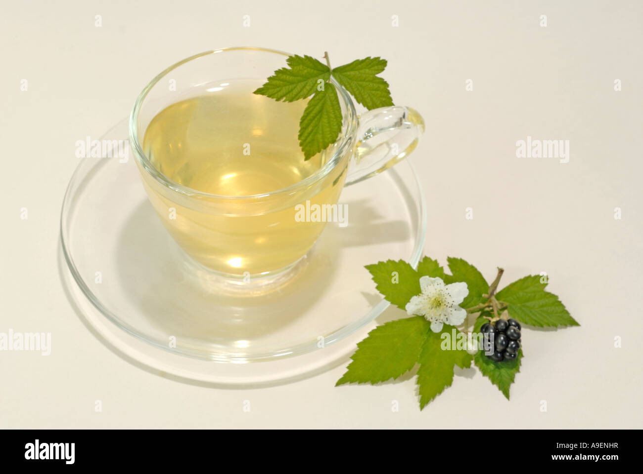 Bramble (Rubus fruticosus). A cup of tea with flower leaf and bramble ...