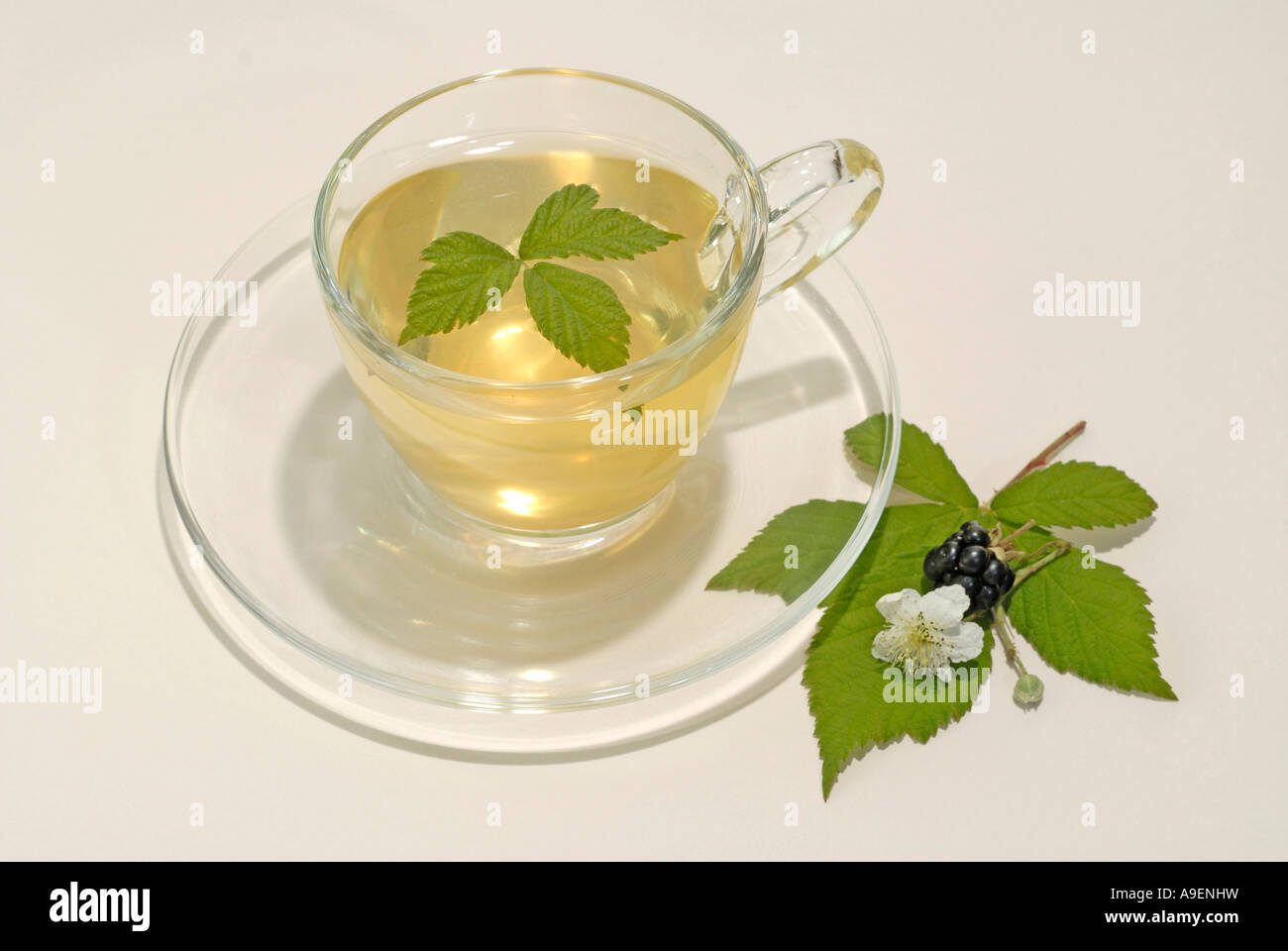 Bramble (Rubus fruticosus). A cup of tea with flower leaf and bramble ...