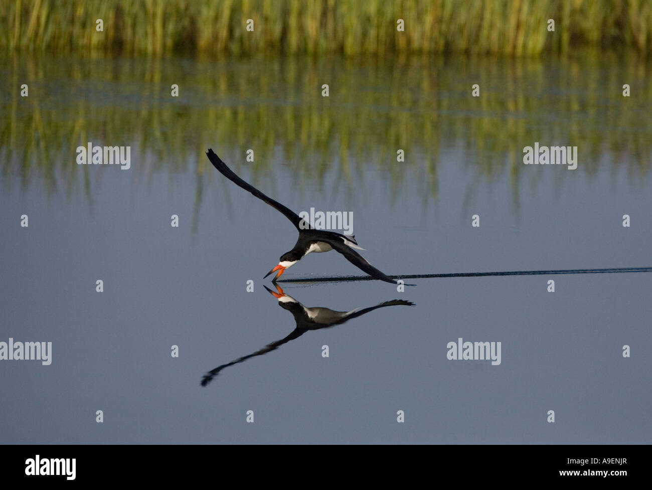 Black skimmer skimming reflection in water hi-res stock photography and images - Alamy
