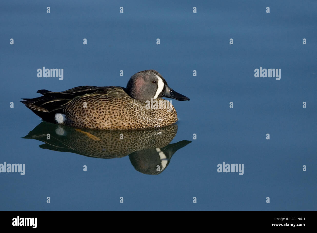 Blue winged Teal Drake with Still Water complete reflection Stock Photo ...