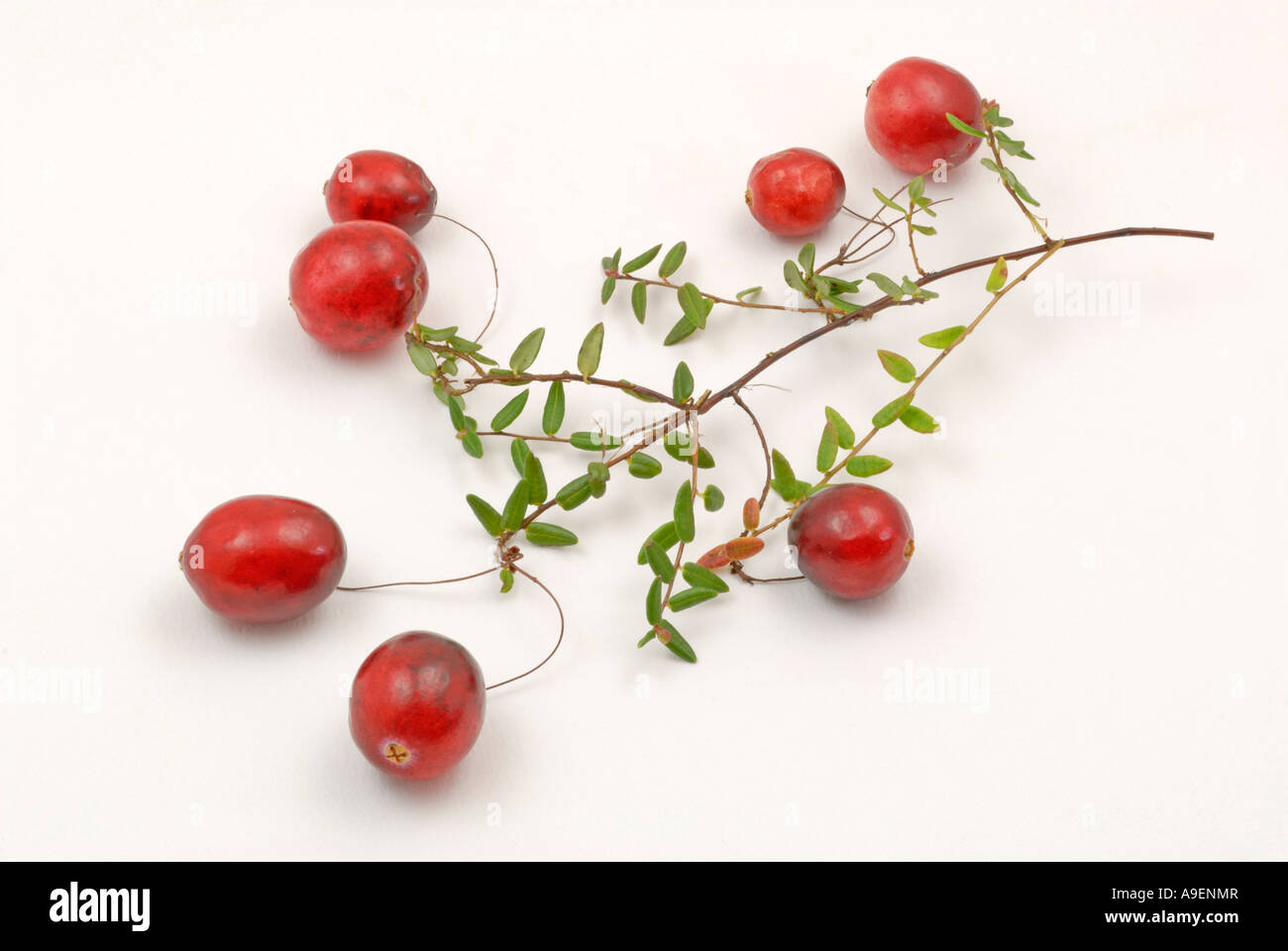 American Cranberry (Vaccinium macrocarpon, Oxycoccus macrocarpus), twig ...
