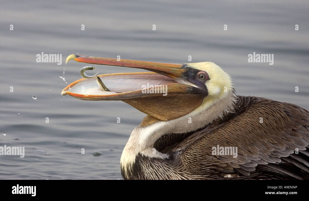Brown Pelican Bill Open Two Fish Jumping Stock Photo - Alamy