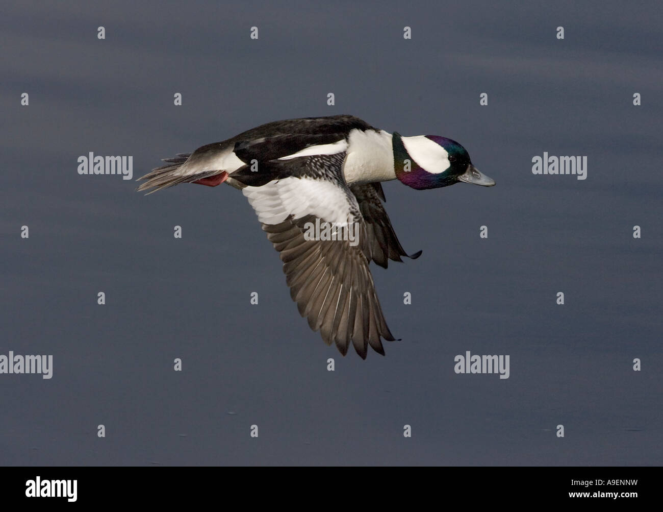 Bufflehead Drake Flying Stock Photo - Alamy