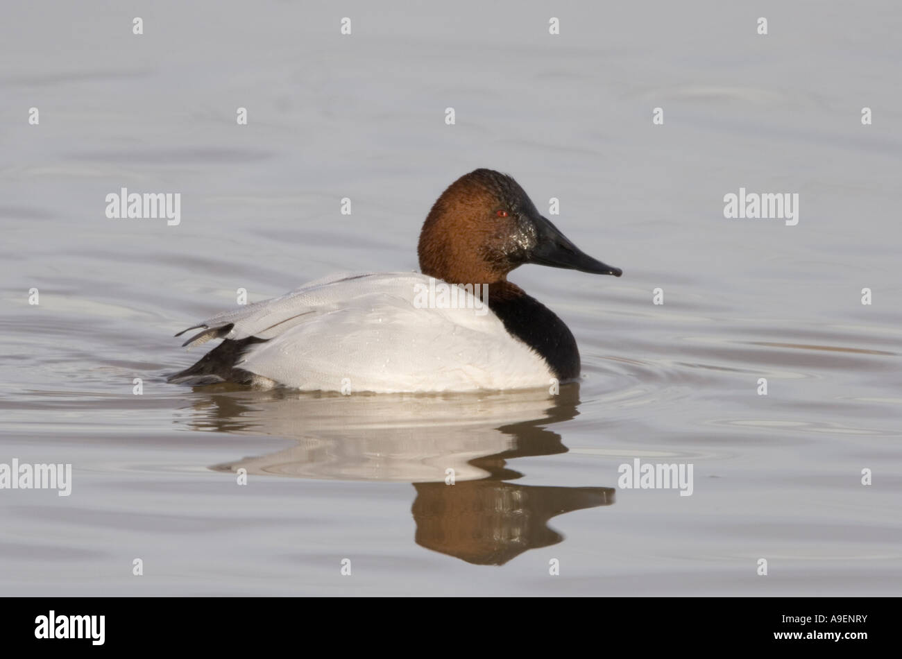 Canvasback drake hi-res stock photography and images - Alamy