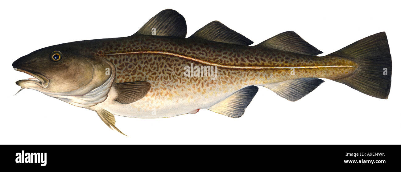 Atlantic Cod Drawing